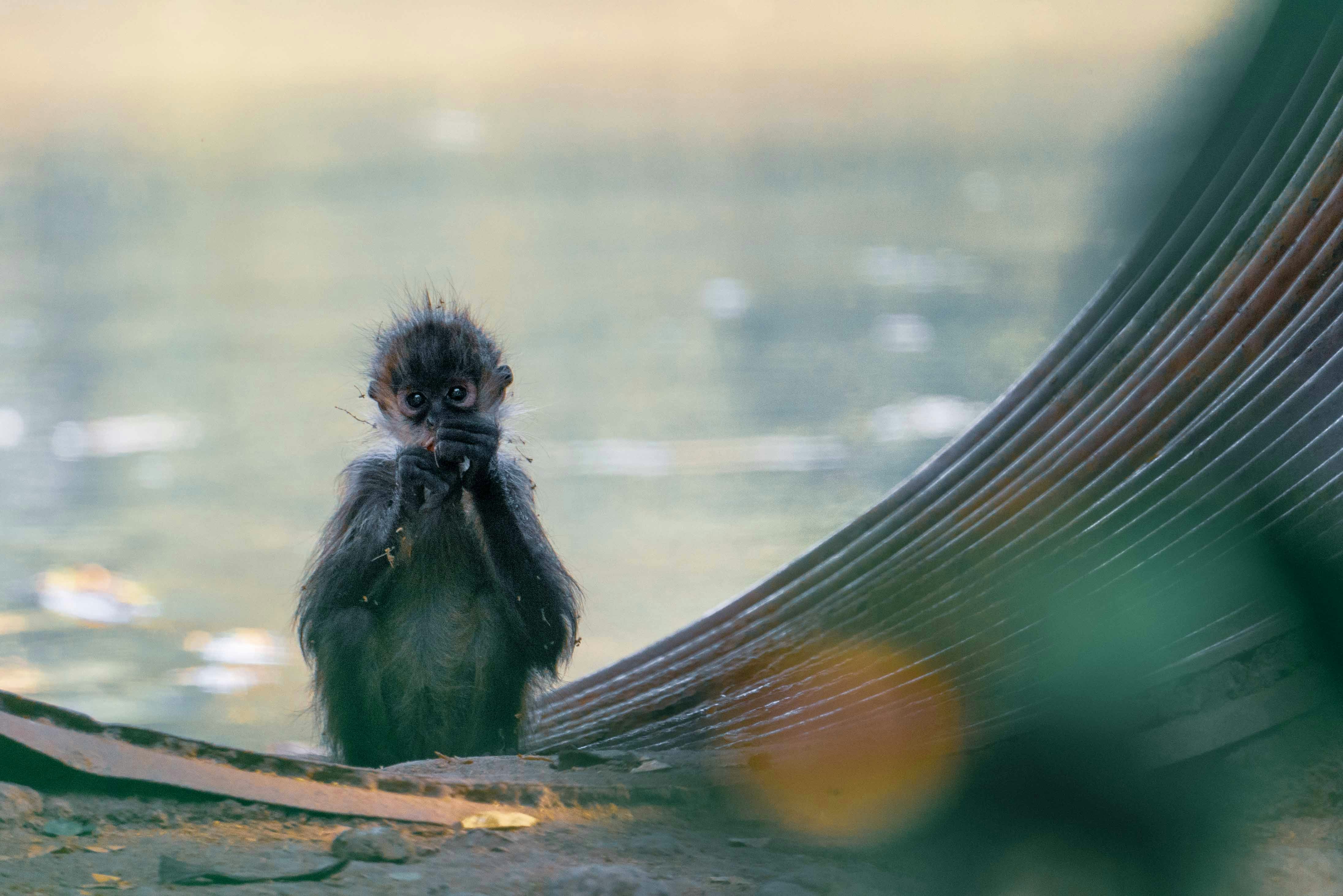 Riverbank Whispers: A Baby Monkey Under a Ribbed Canopy
