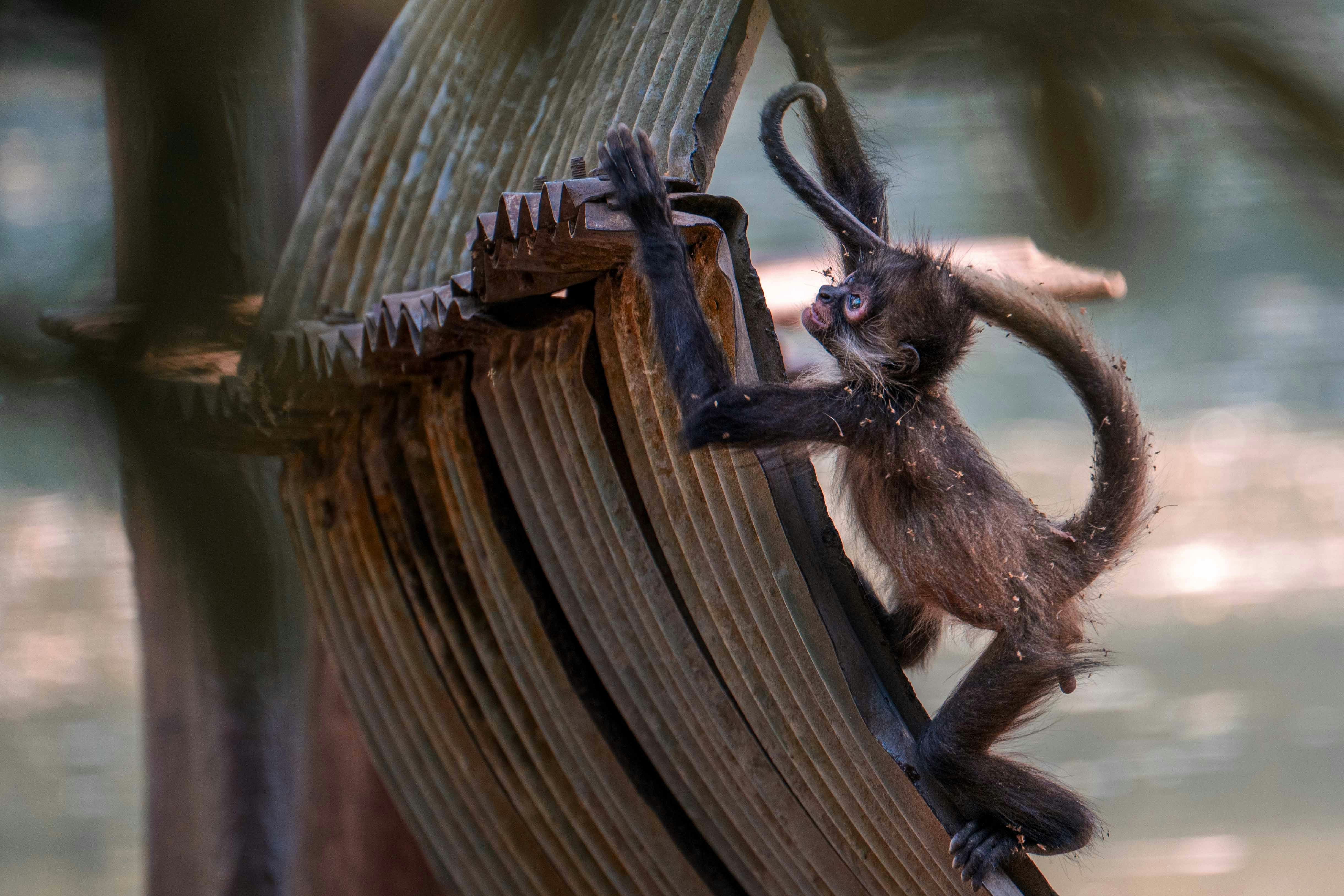 brown monkey on brown wooden fence