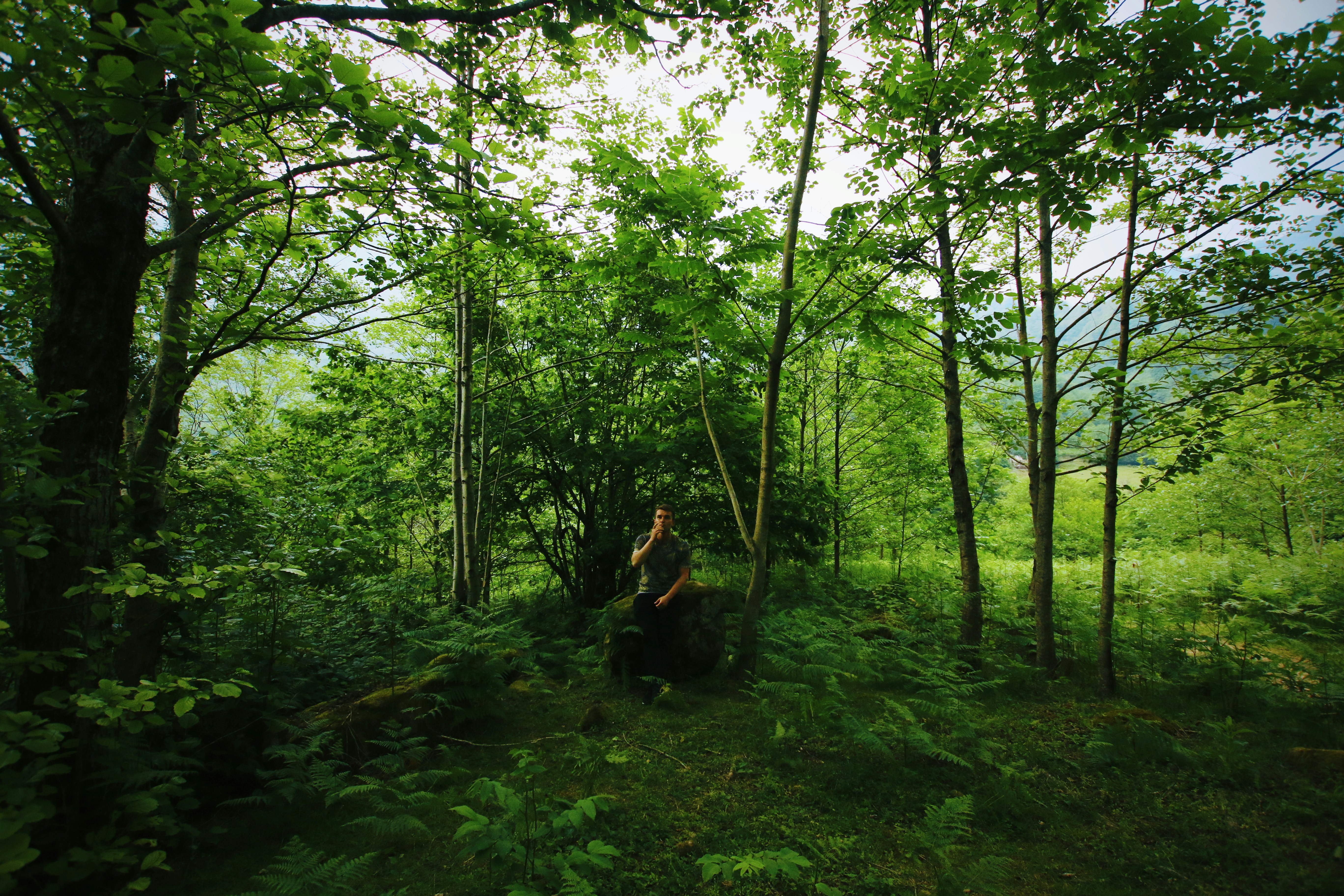 A person sits quietly on a rock, surrounded by lush greenery and tall trees, embodying tranquility in nature.