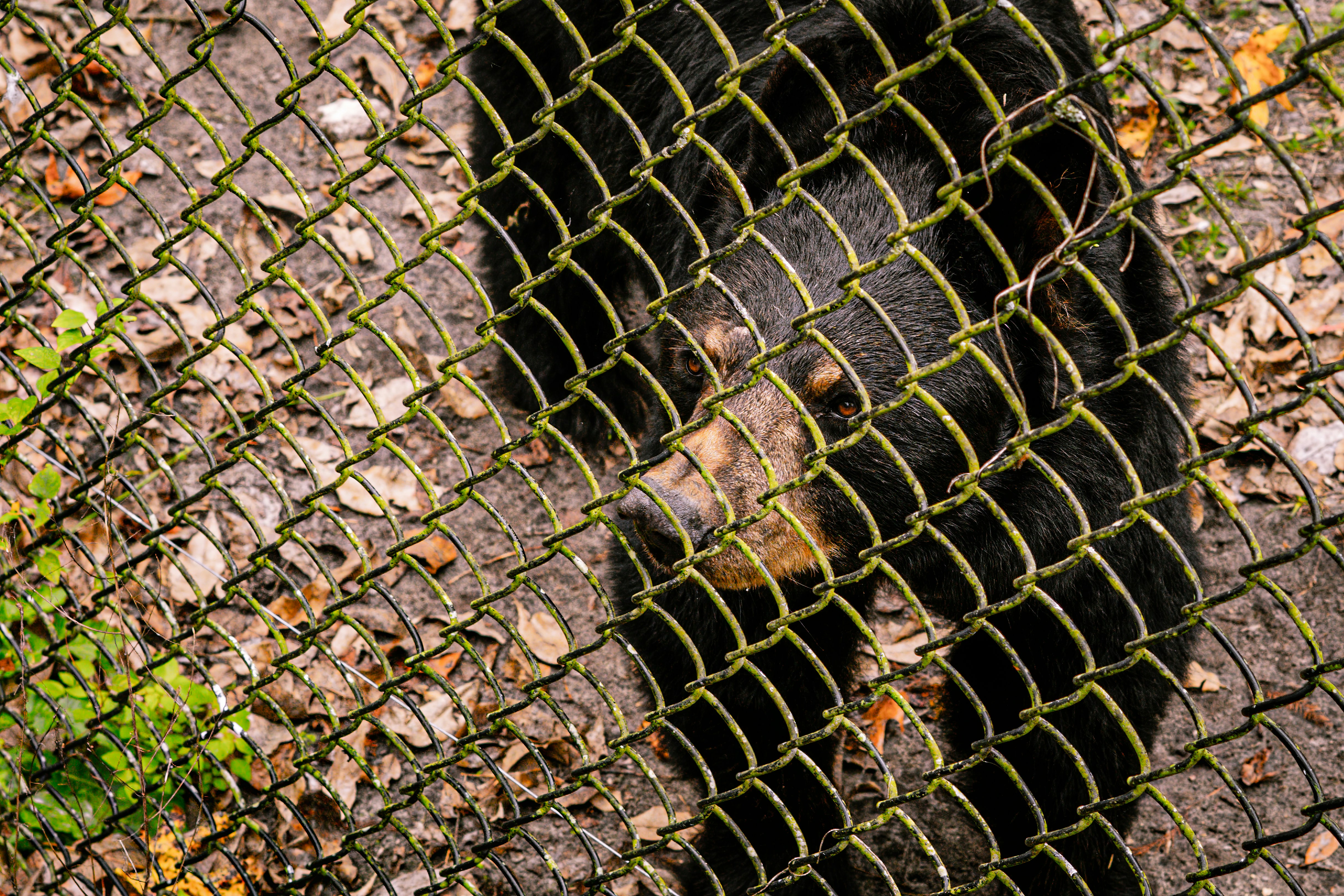 Glimpse Through Diamond Mesh: A Bear Checks the Fence