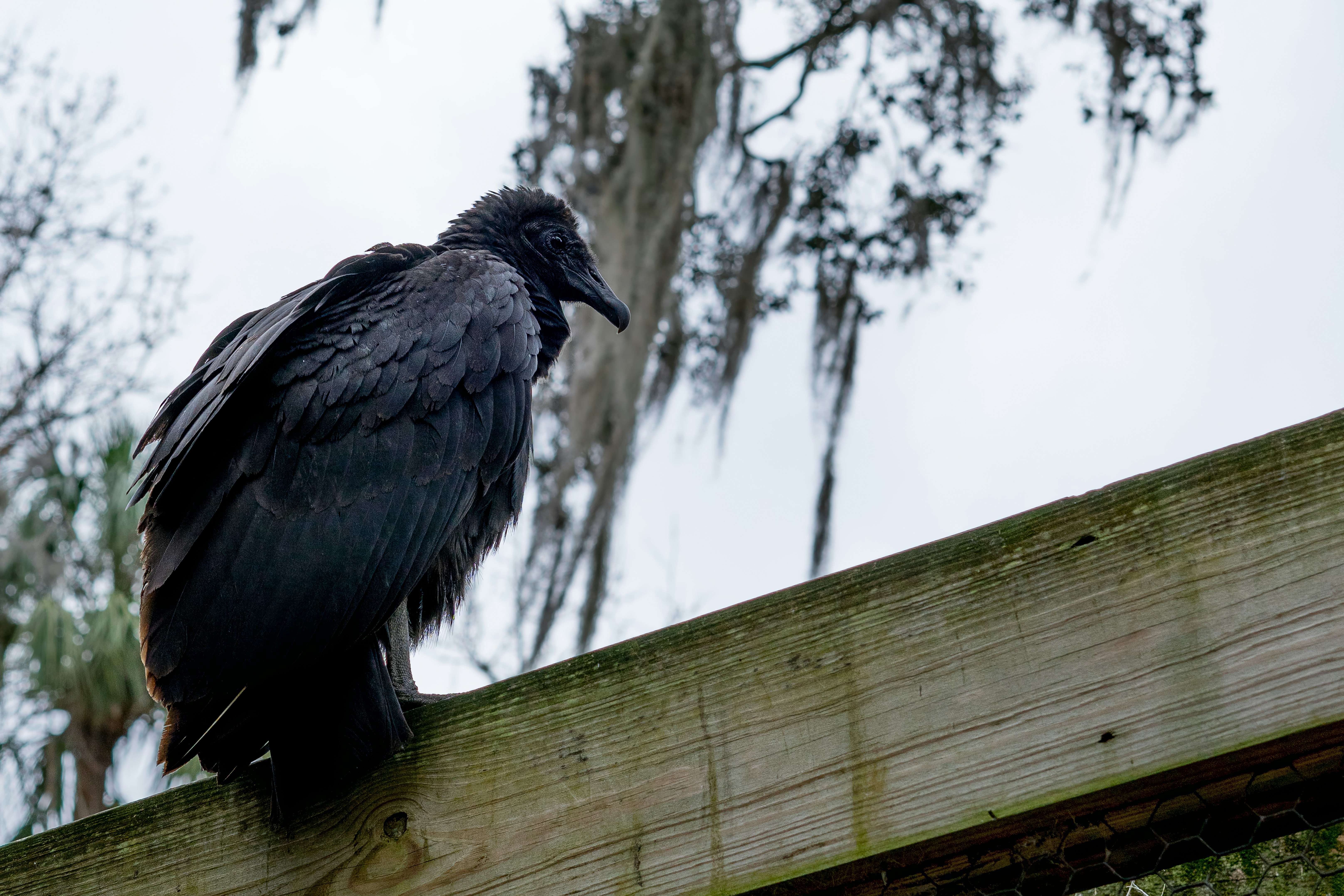 A black vulture perched on a wooden railing, observing its surroundings amidst a backdrop of moss-draped trees.