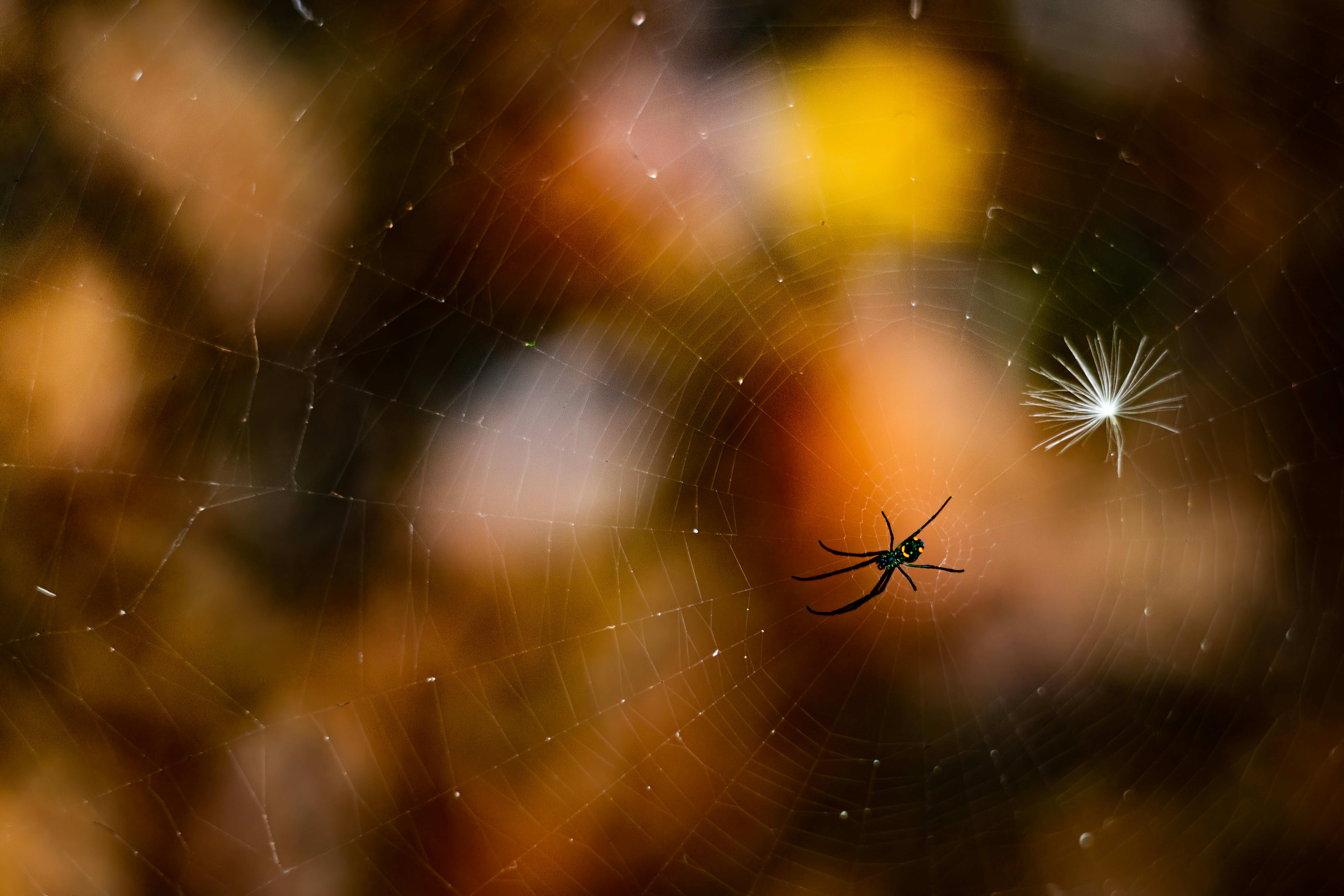 Web of Quiet Light: A Spider Spanning Dandelion Seeds in Autumn Backdrop