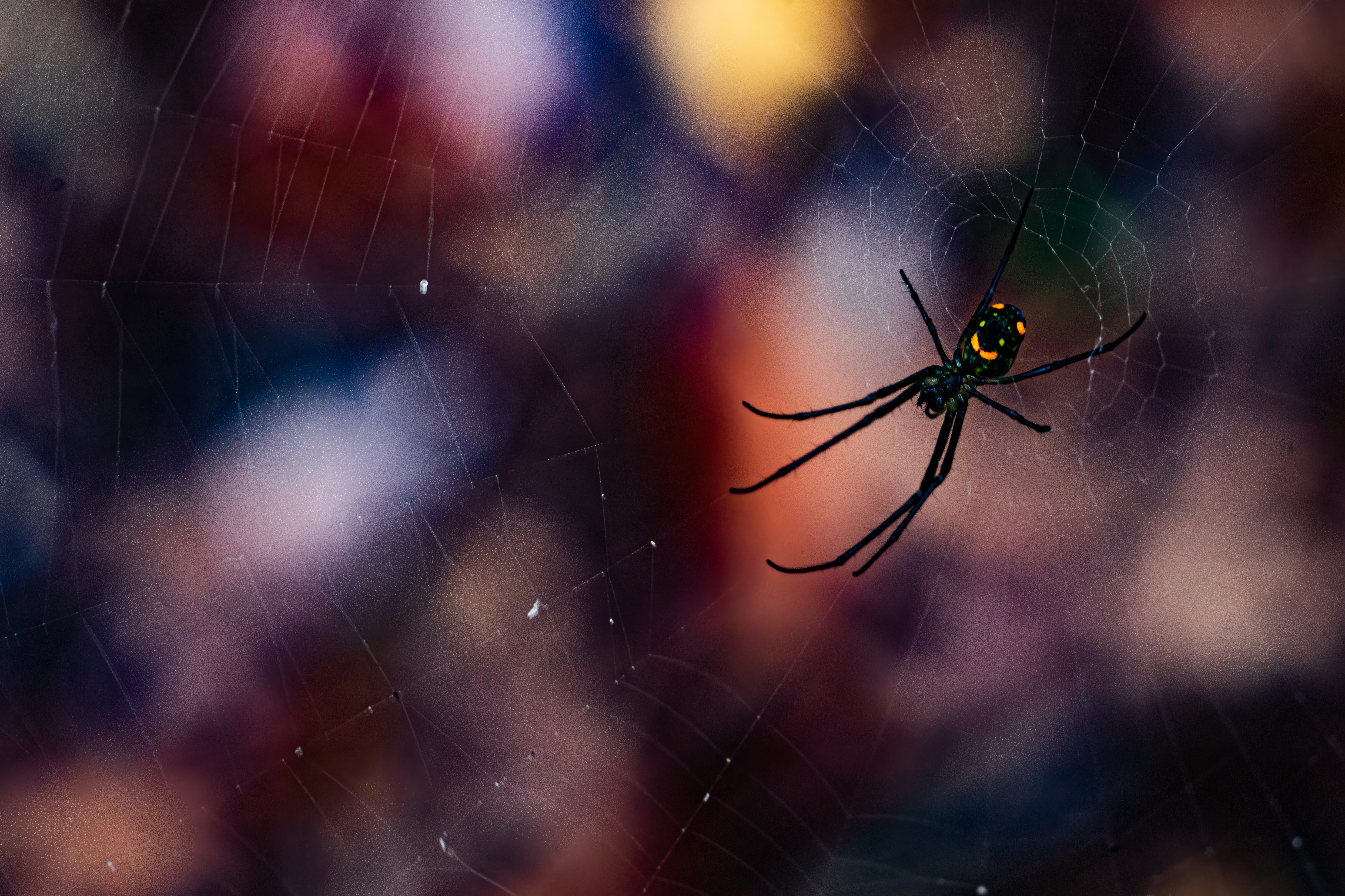 Silken Spotlight: a Spider on Its Web in Gentle Dusk