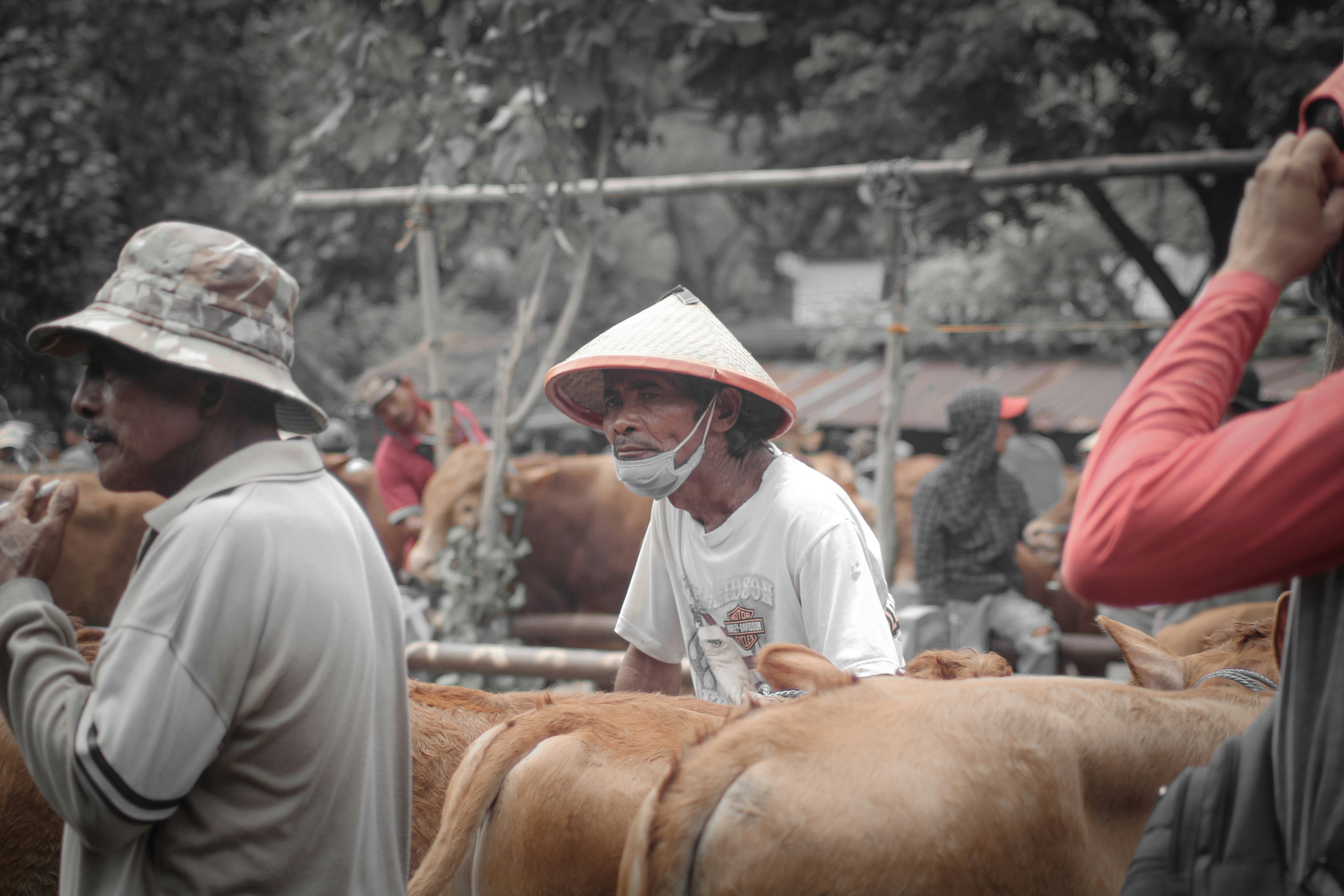 Dusty Convergence: Conical-Hat Herdsman Amid Cattle at a Rural Market