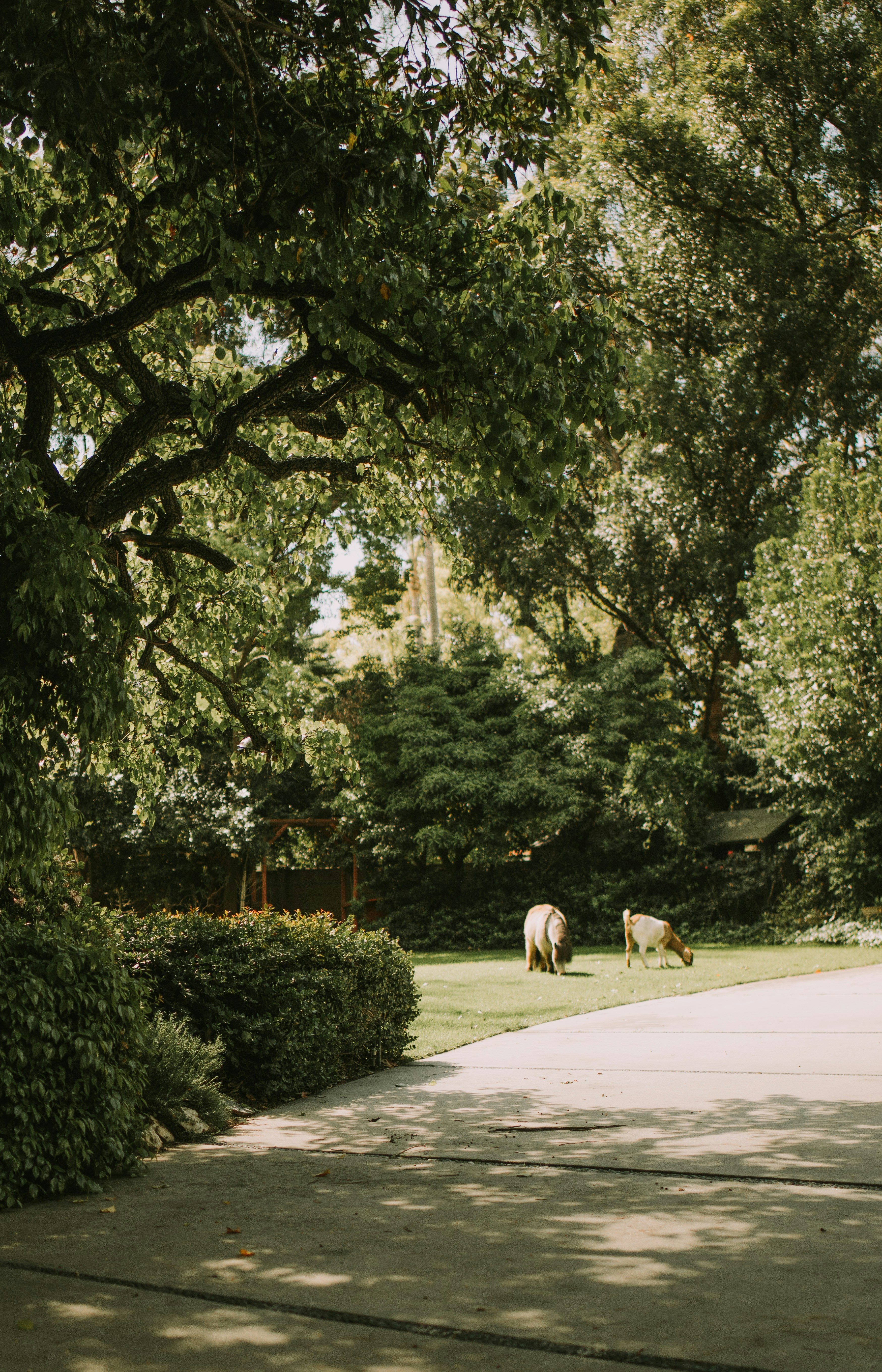 Whispering Canopy: Two Horses at the Park's Sunlit Edge