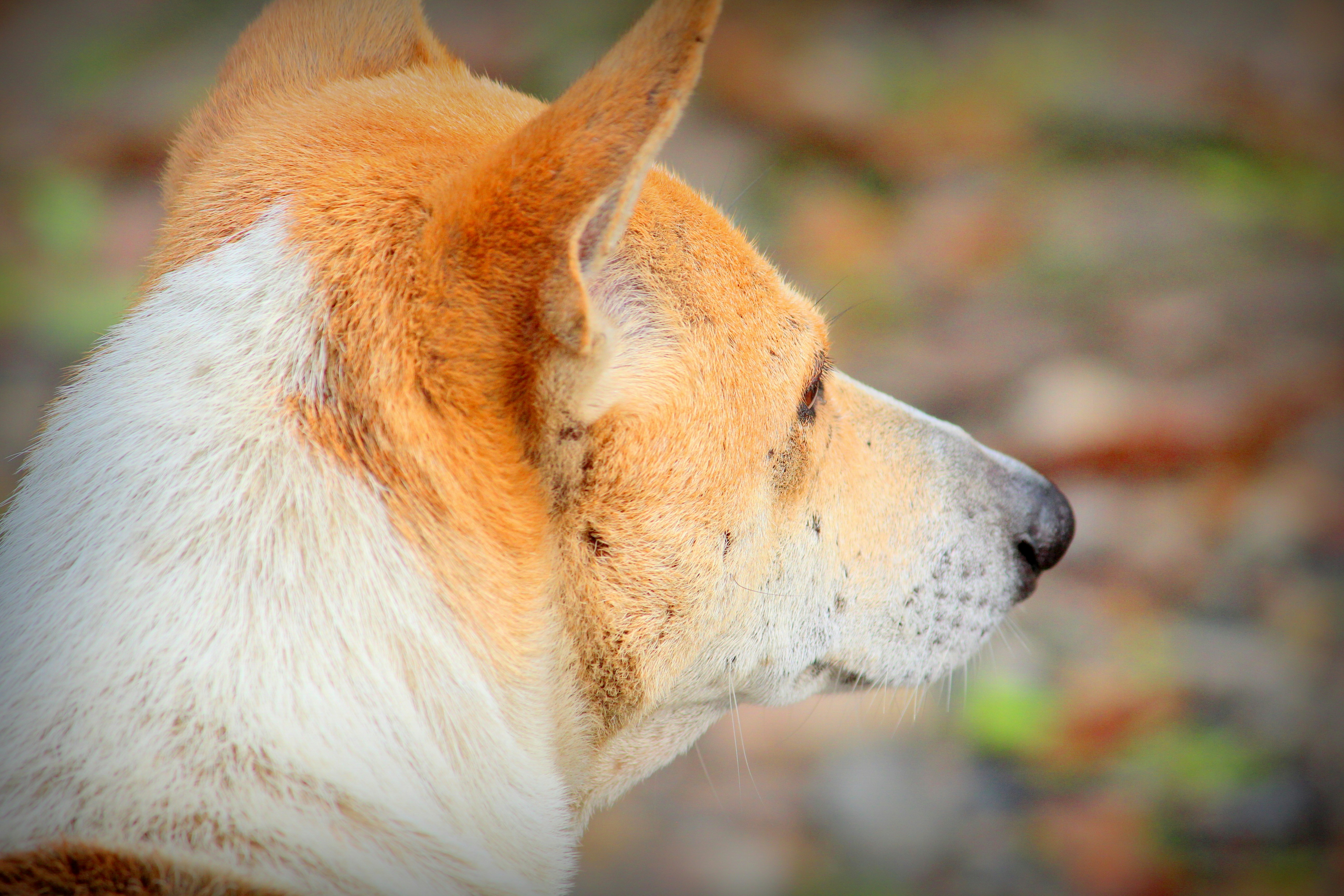 Profile view of a dog with a golden-brown coat, gazing thoughtfully into the distance amidst a blurred backdrop of foliage.