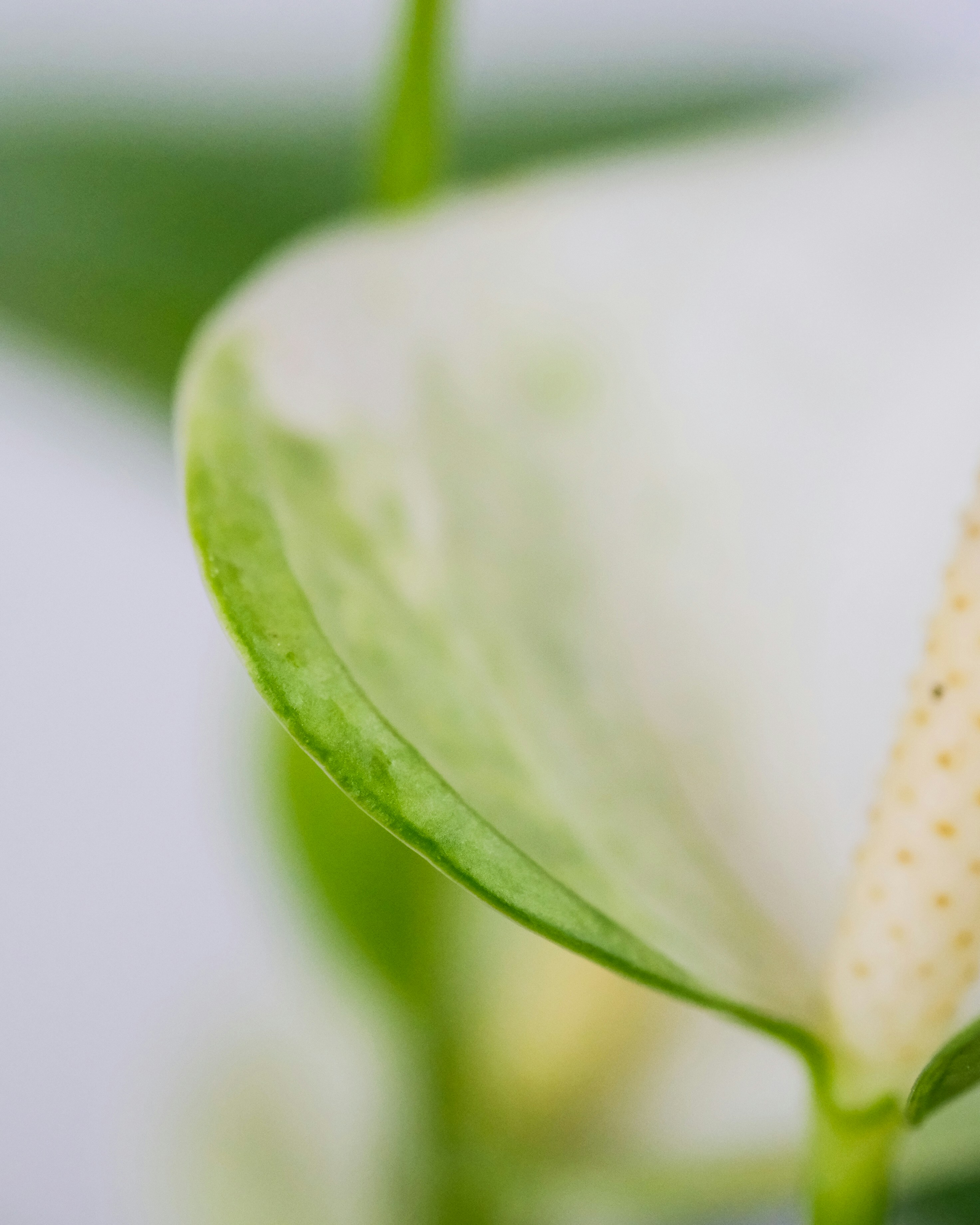 Close-up of a white orchid bloom highlight and green leaf edge