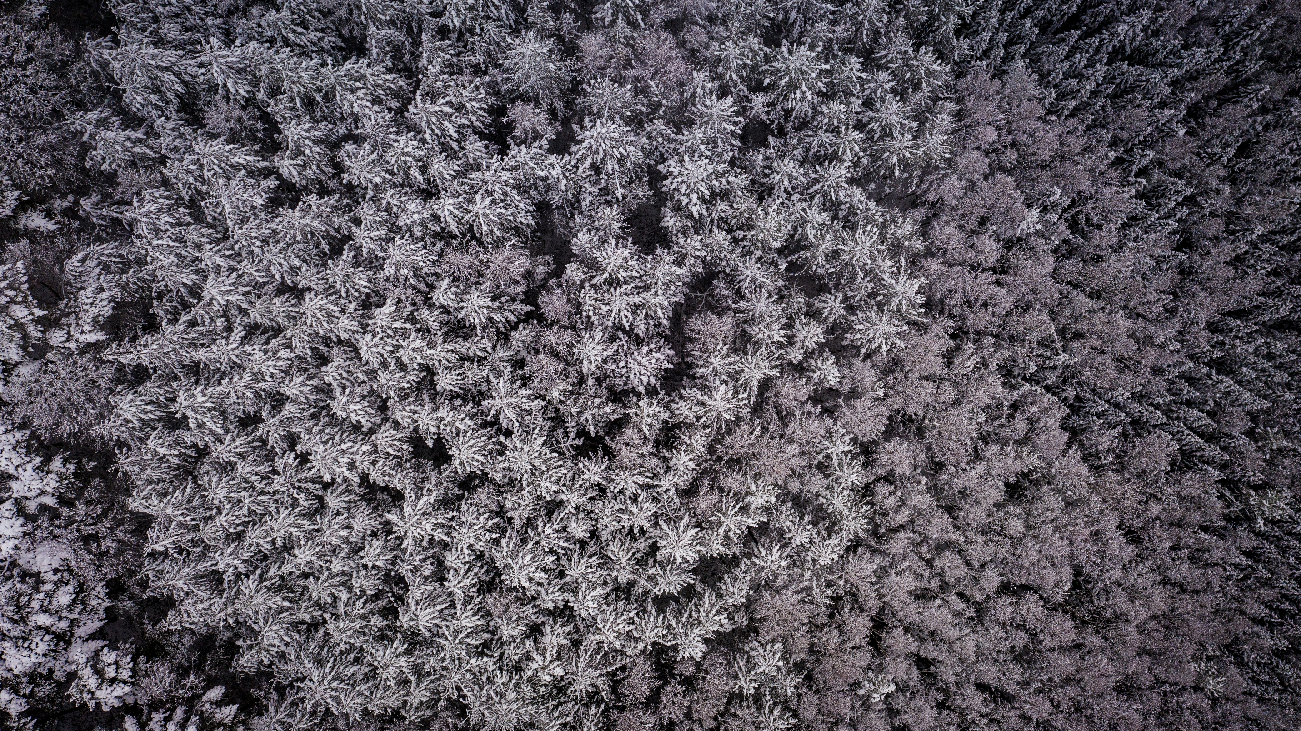 Snow-covered forest canopy viewed from above, creating a textured, monochromatic landscape.