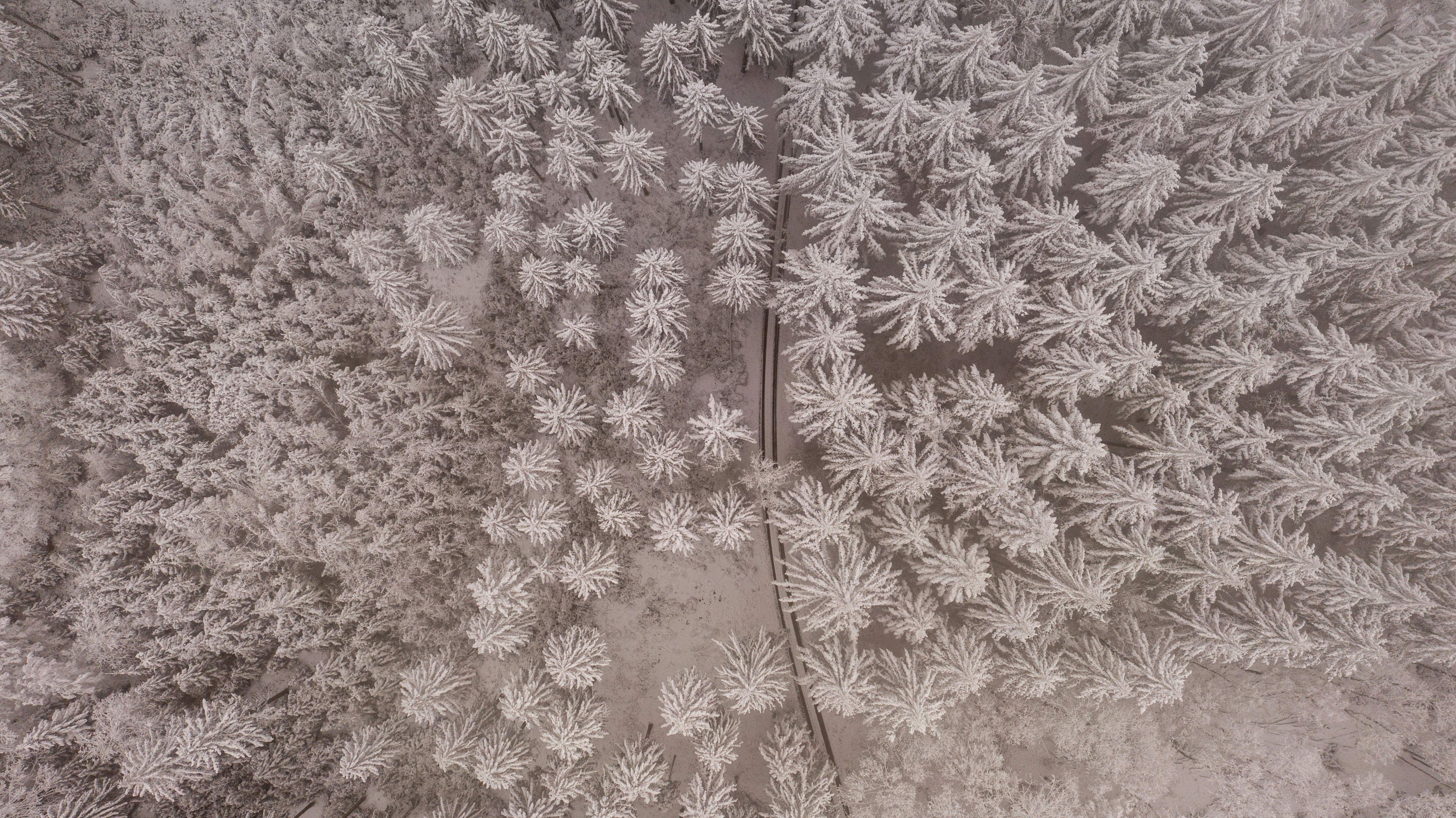 Aerial view of snow-dusted pine trees and a winding path in a winter forest.