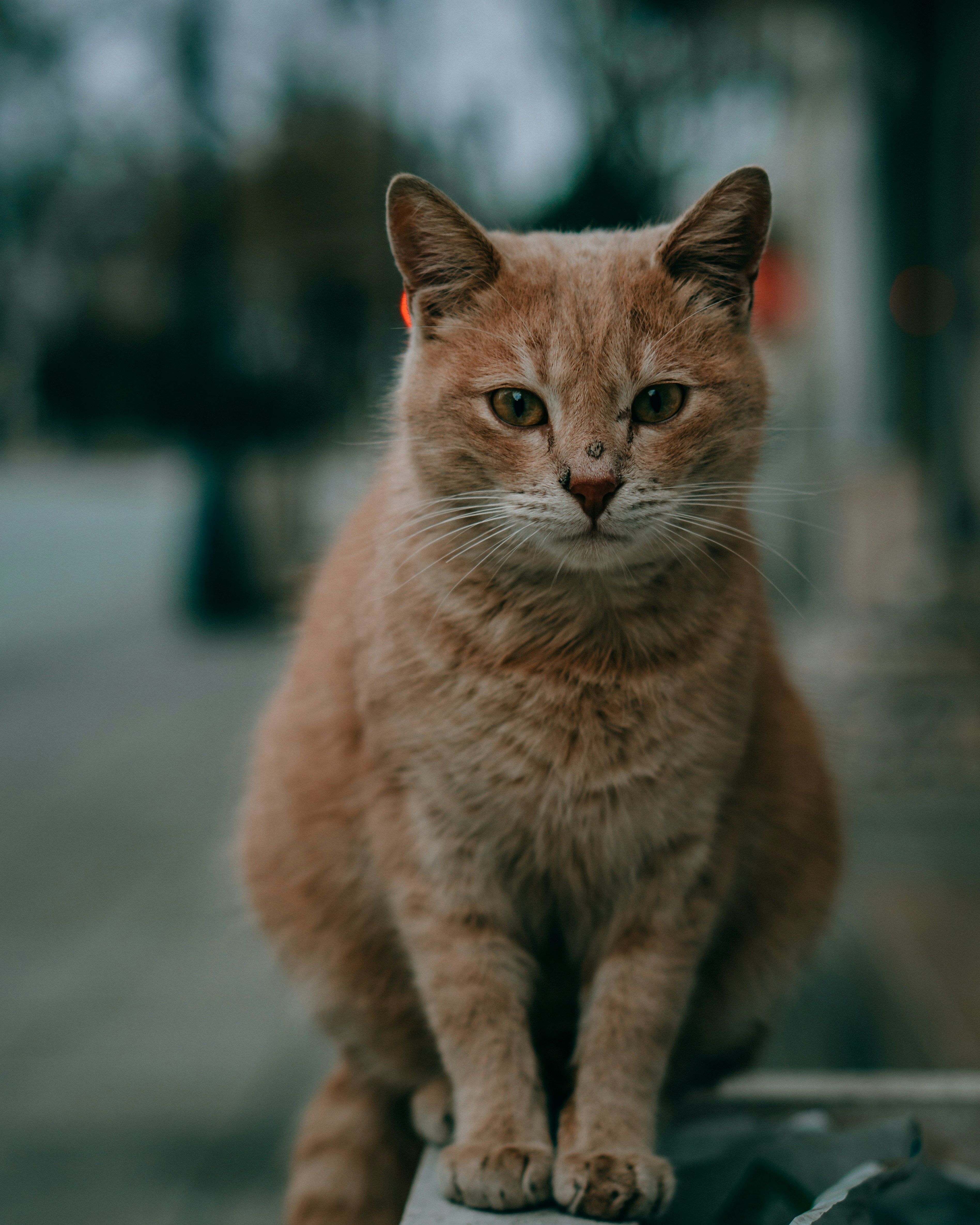 A ginger cat perched confidently on a ledge, gazing intently at its surroundings in a city setting.