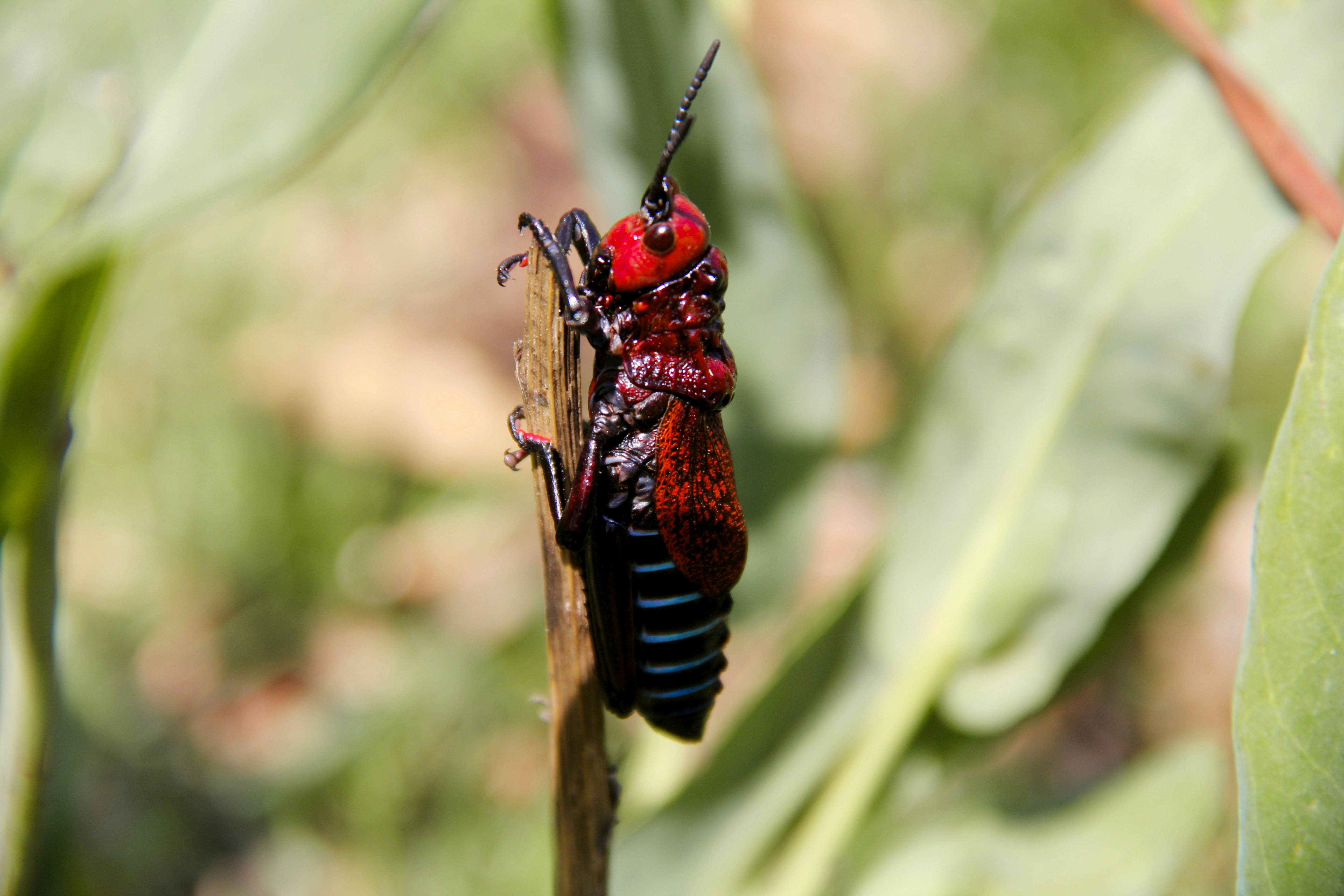 brown and black striped beetle perched on green leaf in close up photography during daytime