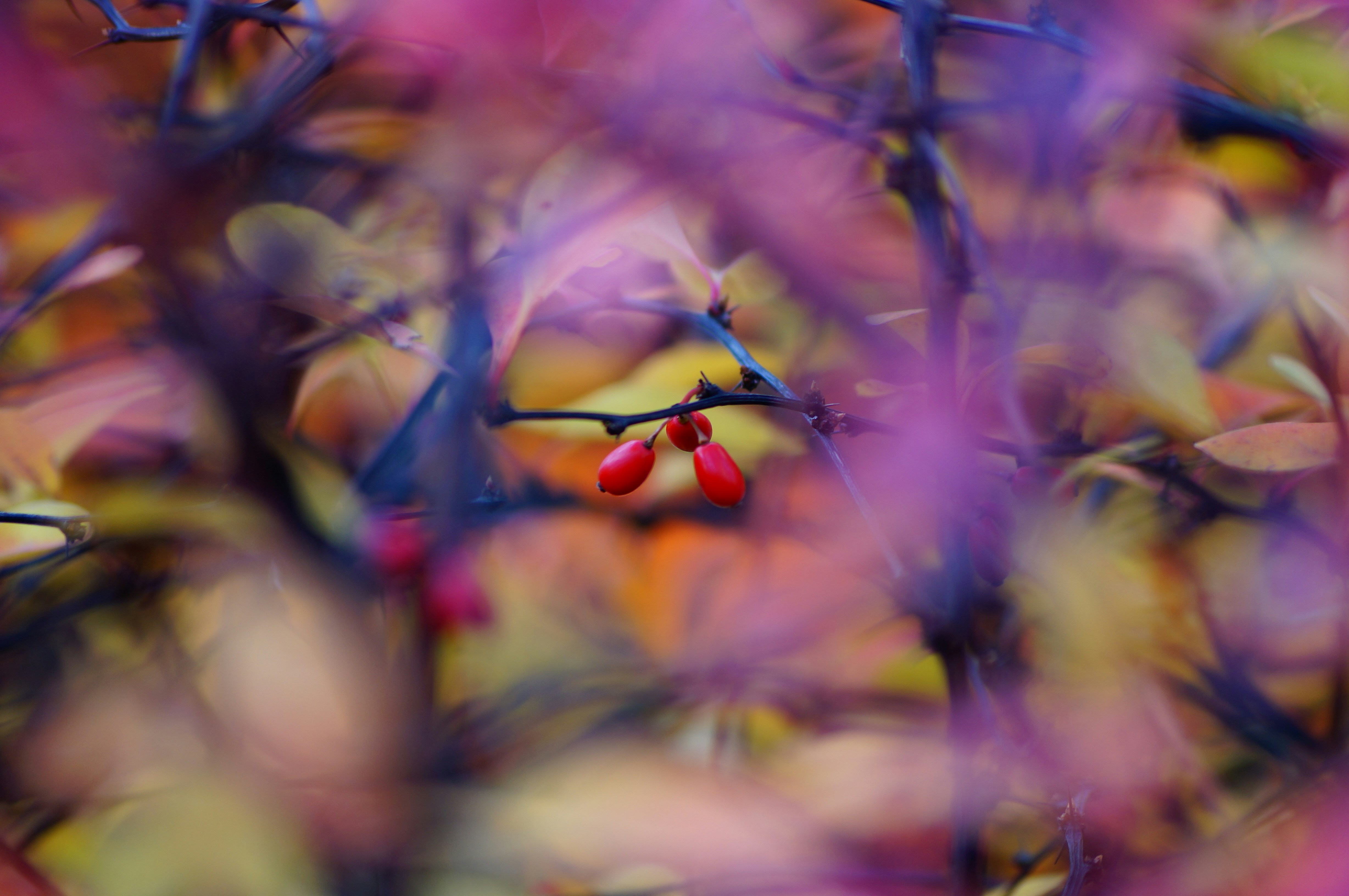 red round fruits on brown tree branch