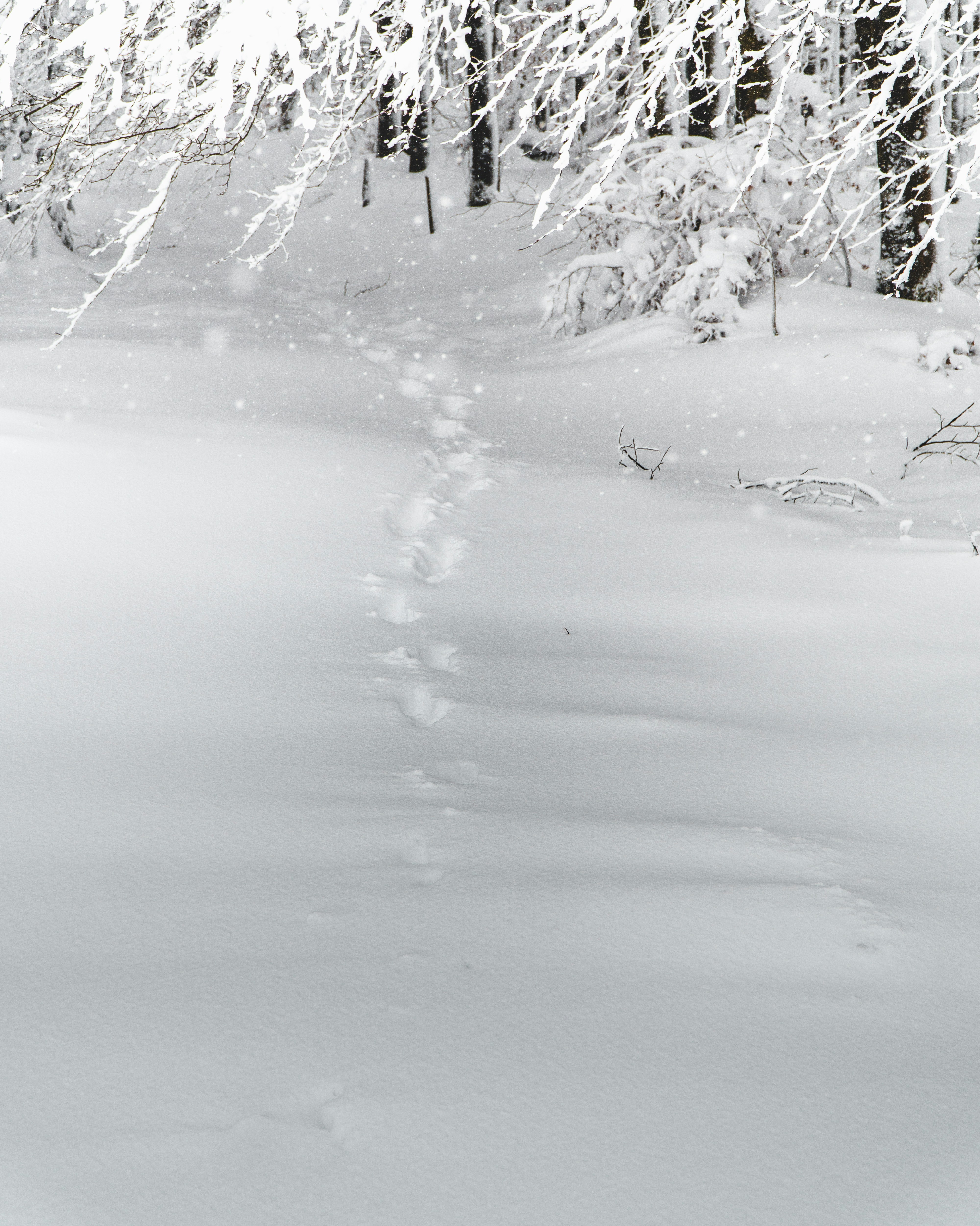 Footprints trail through a snow-covered forest, framed by frosted branches. The serene landscape invites exploration.