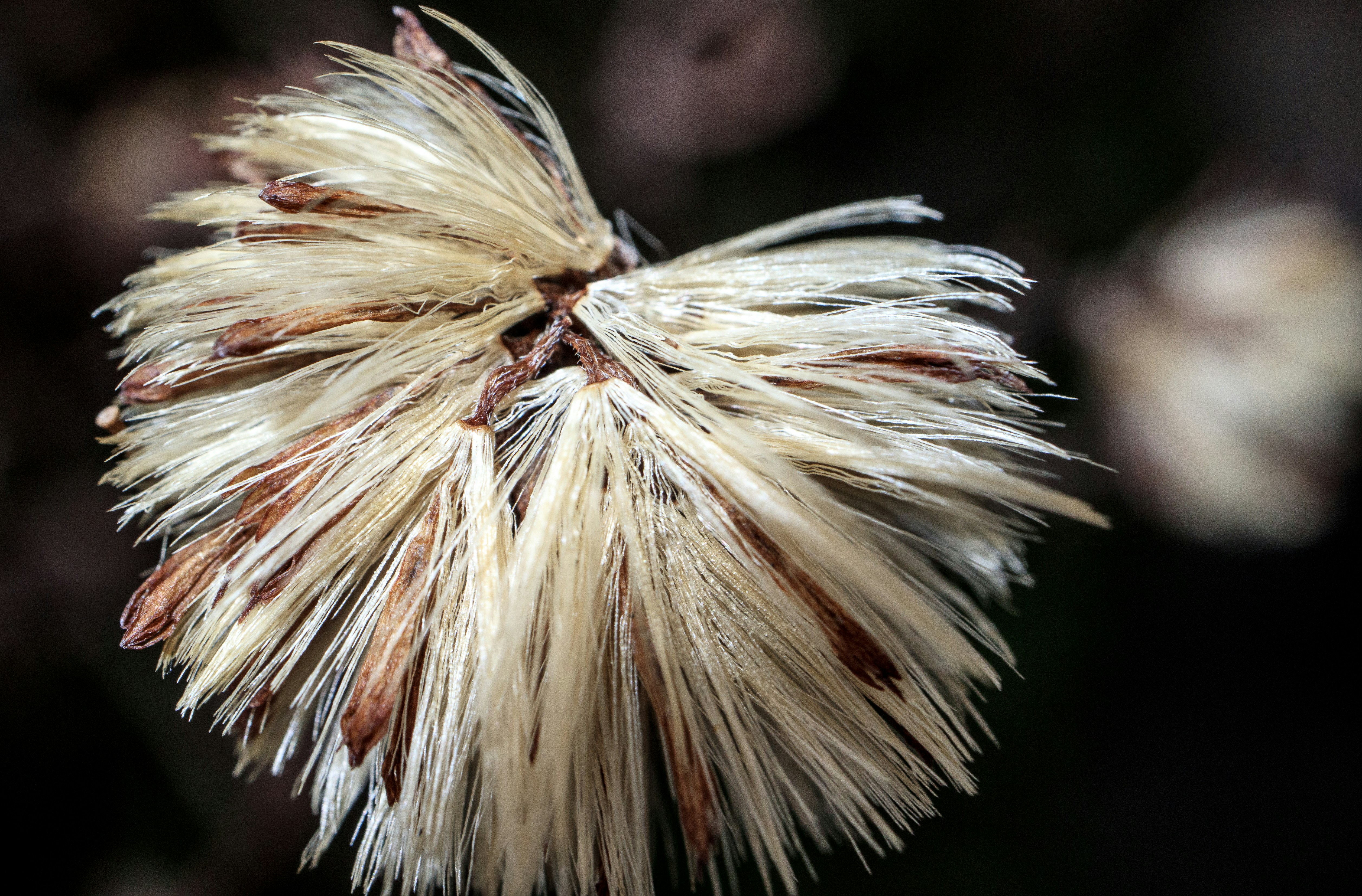 Whispers of the Fluff: A Macro Portrait of a Seed Head Against Darkness