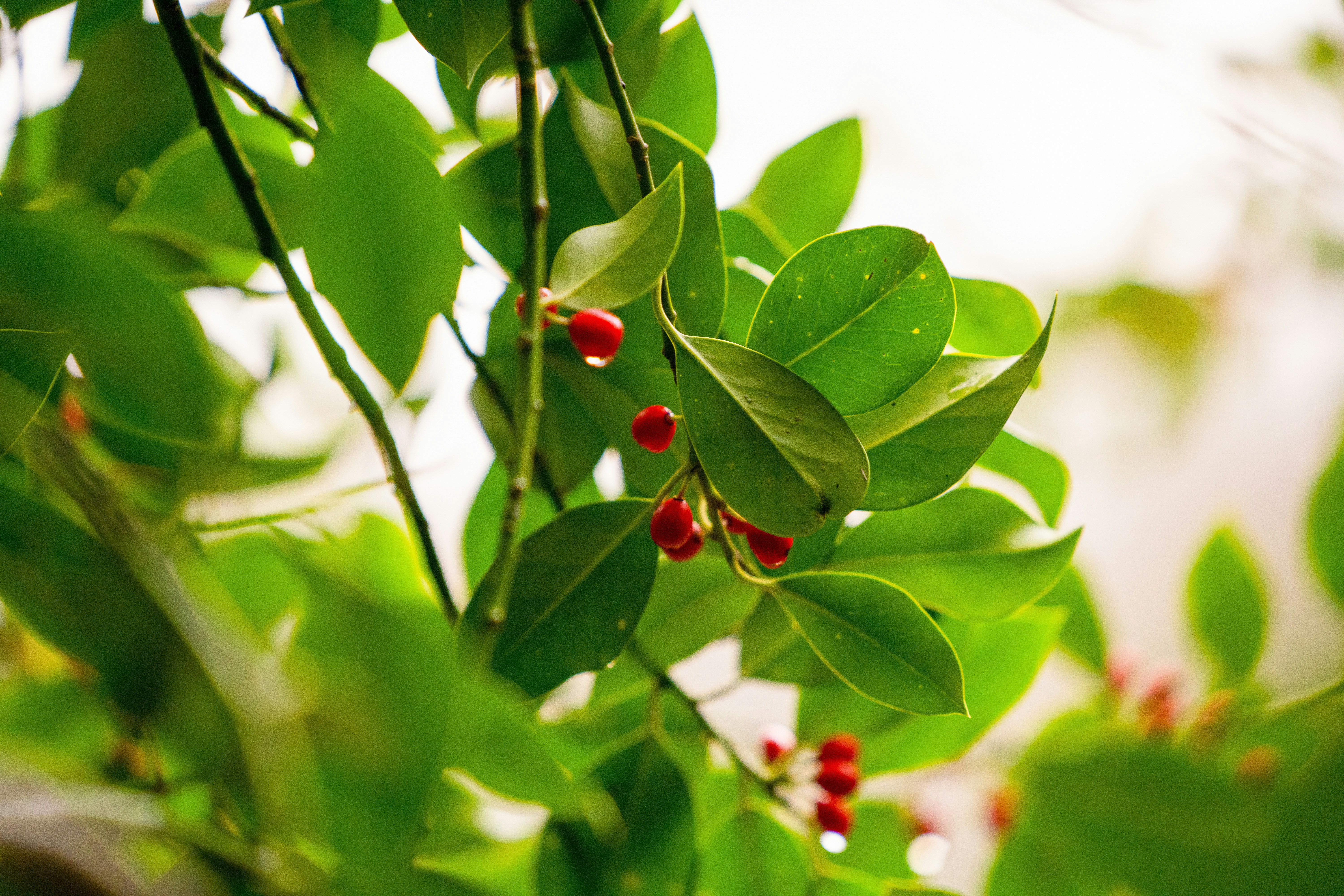 Plants Wallpaper Pictures | Download Free Images on Unsplash