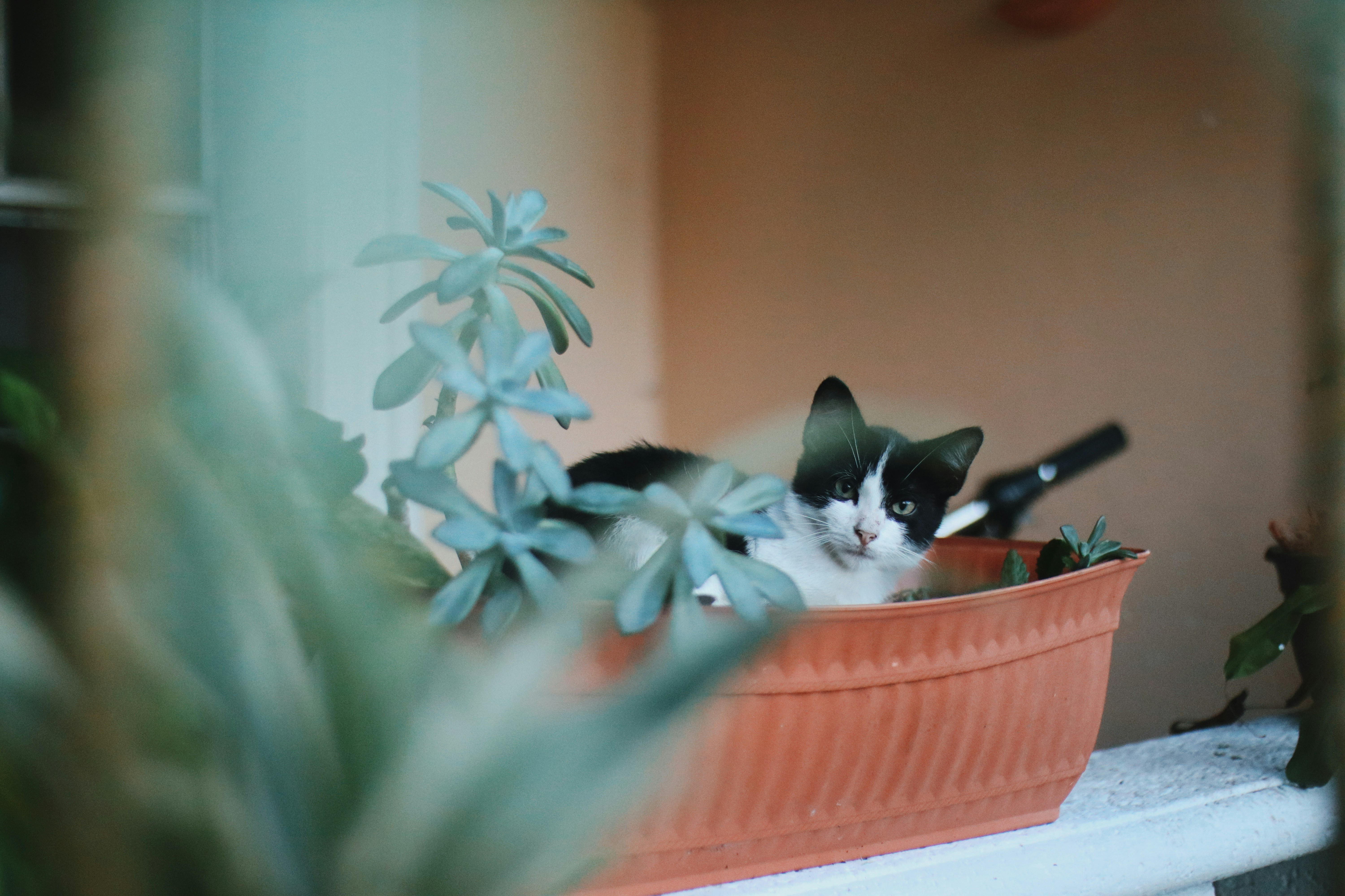 Terracotta Windowbox Tranquility: A Tuxedo Cat Among Succulents