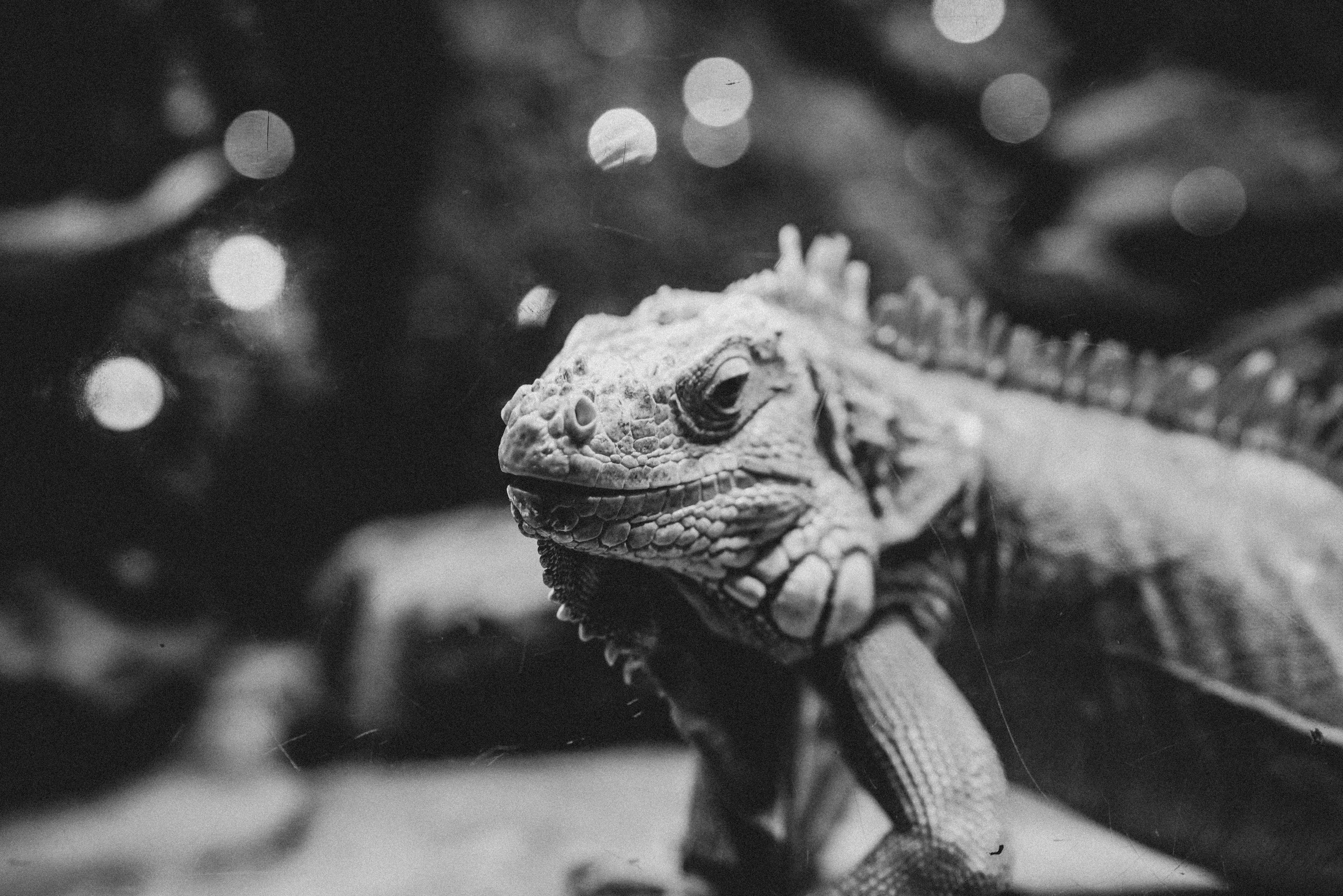 Grayscale photo of a lizard photo – Free Grey Image on Unsplash