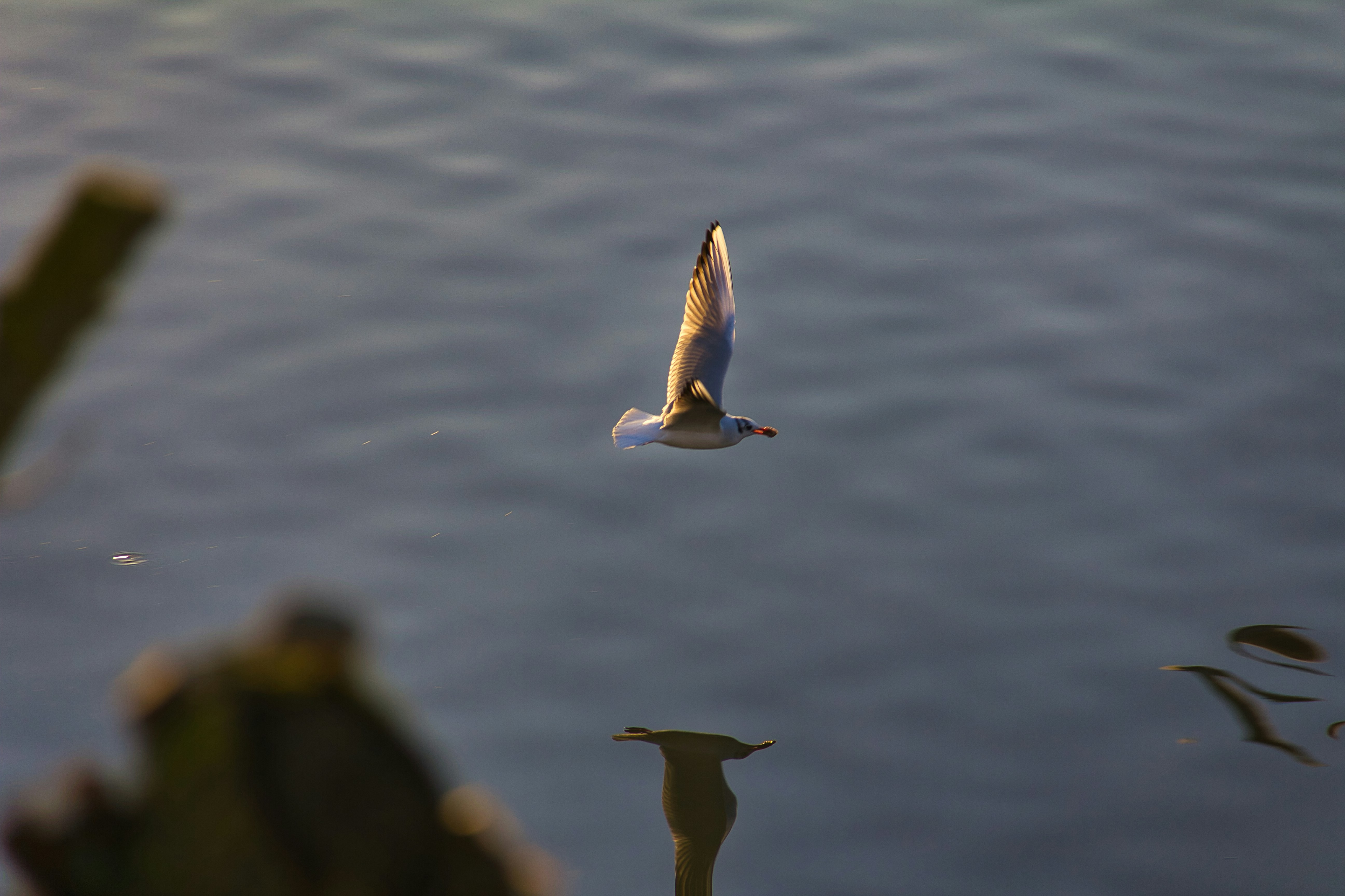 Winged Drift Over a Mirror-Blue Harbor