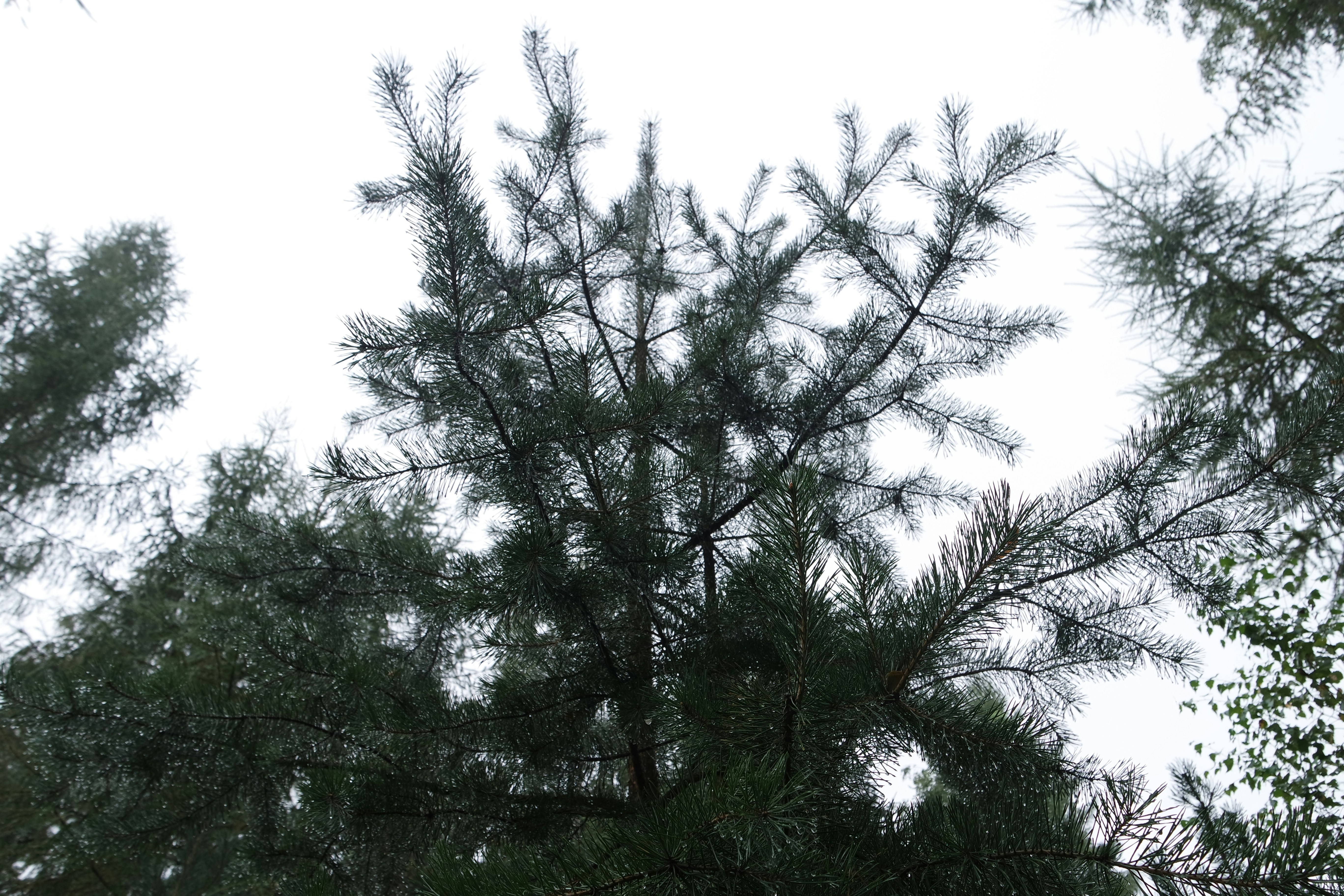 350+ Pine Tree Pictures | Download Free Images & Stock Photos on Unsplash