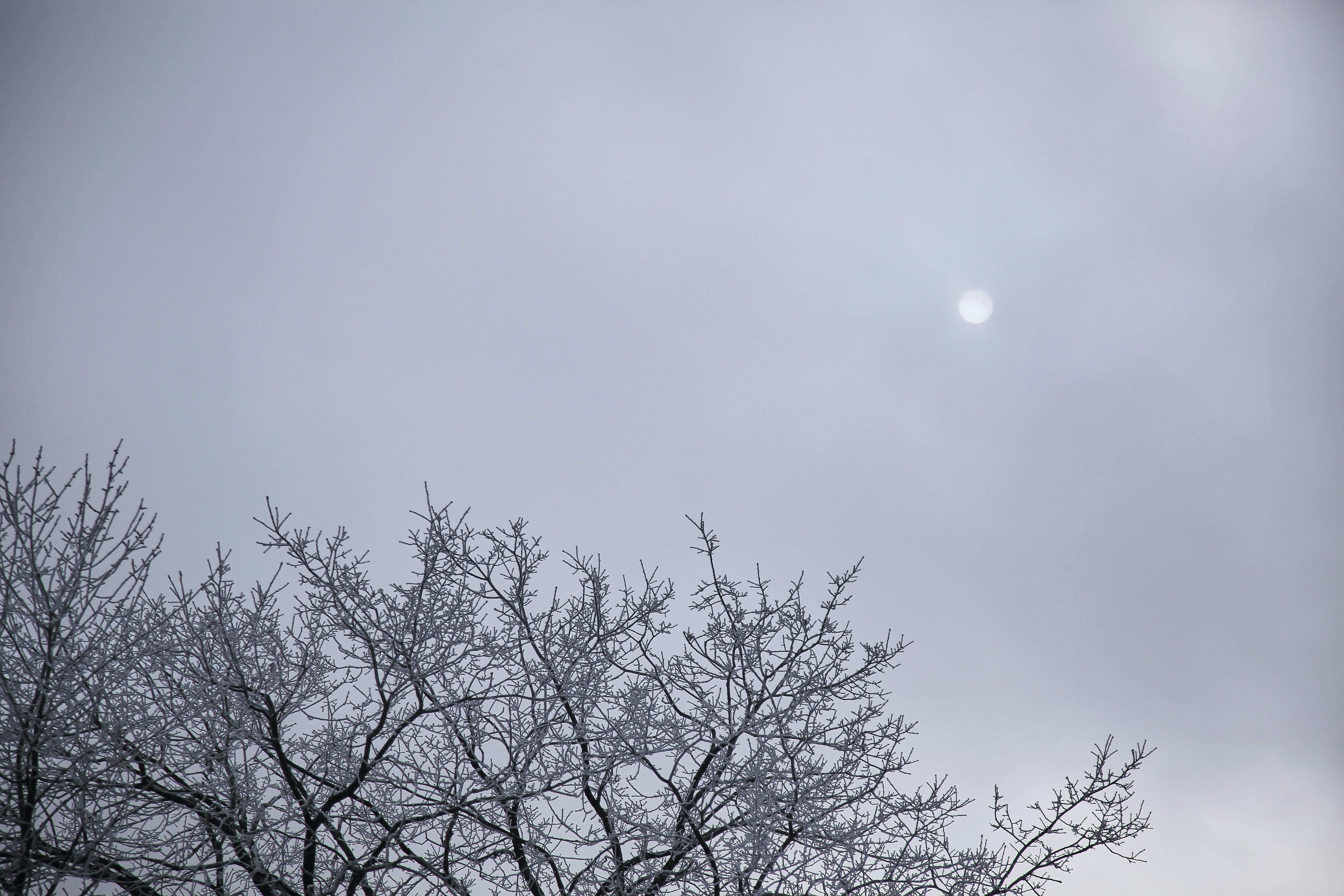 bare tree under blue sky during daytime