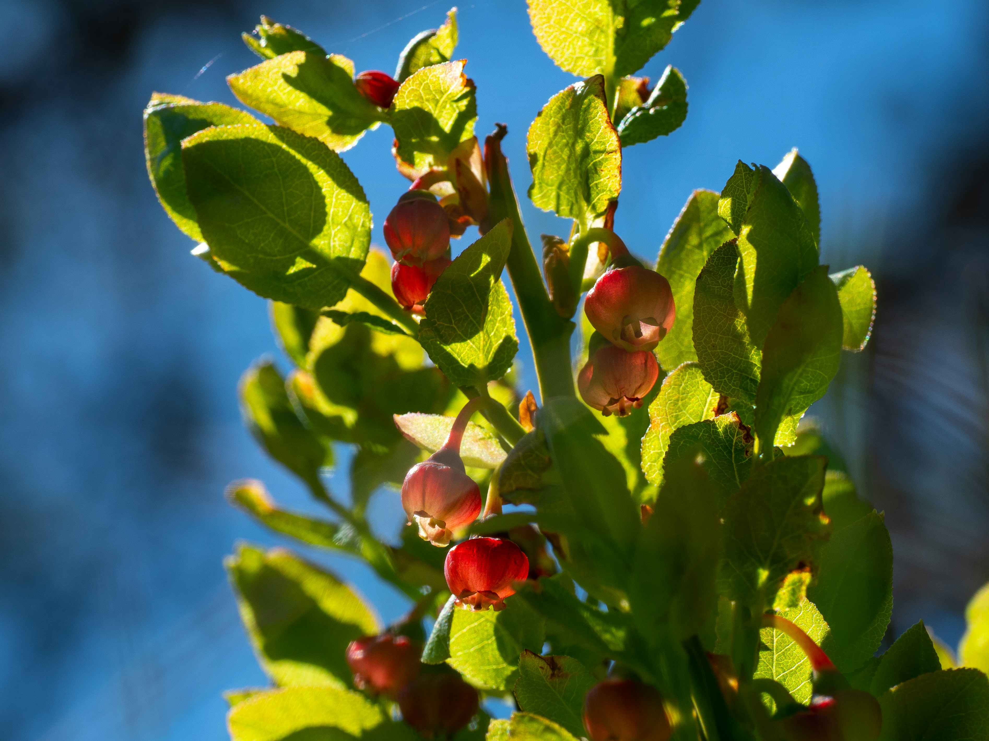 Bright red berries and green leaves illuminated by sunlight with a clear blue sky backdrop.