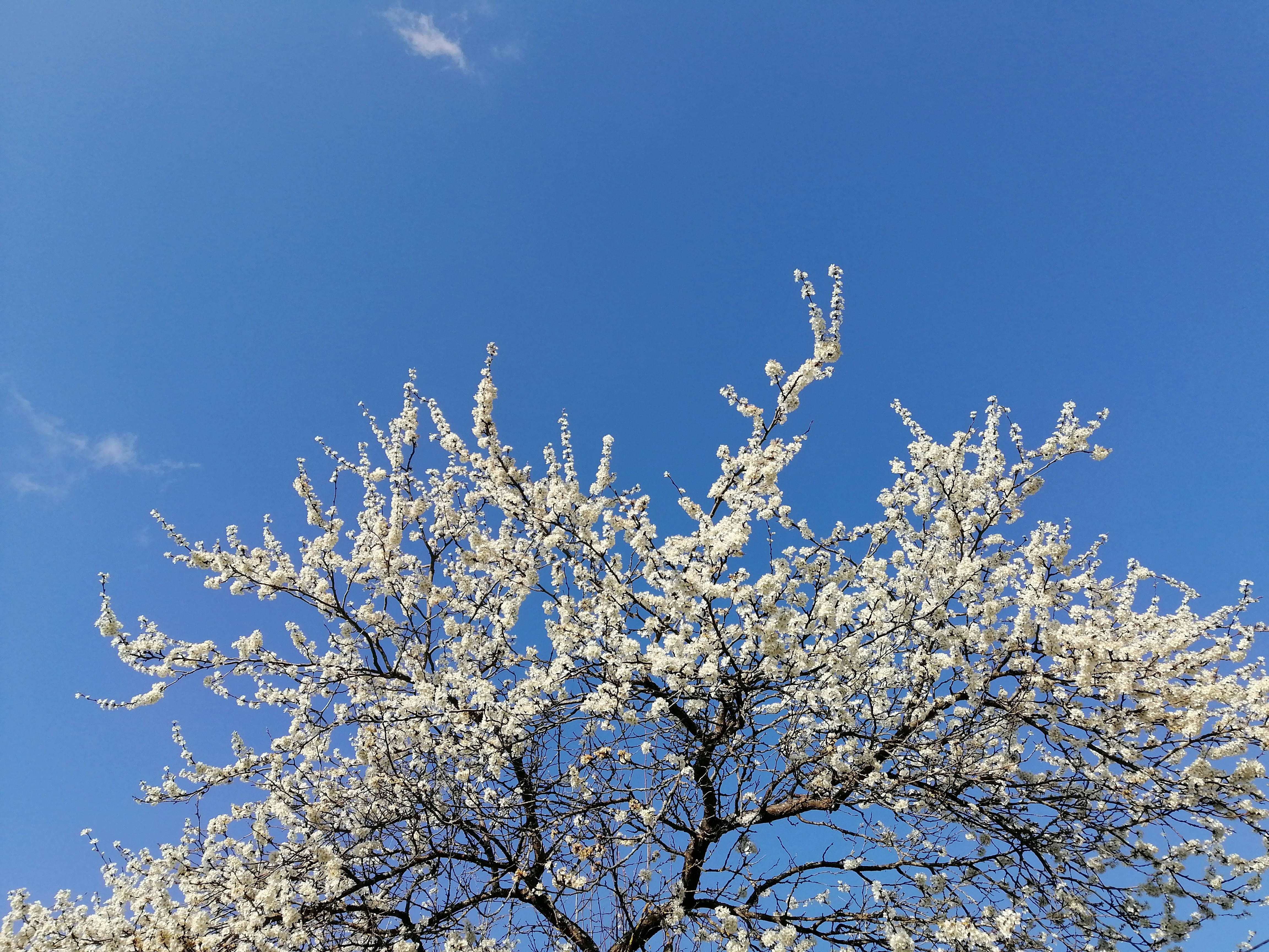 White blossoms on tree branches set against a clear blue sky.