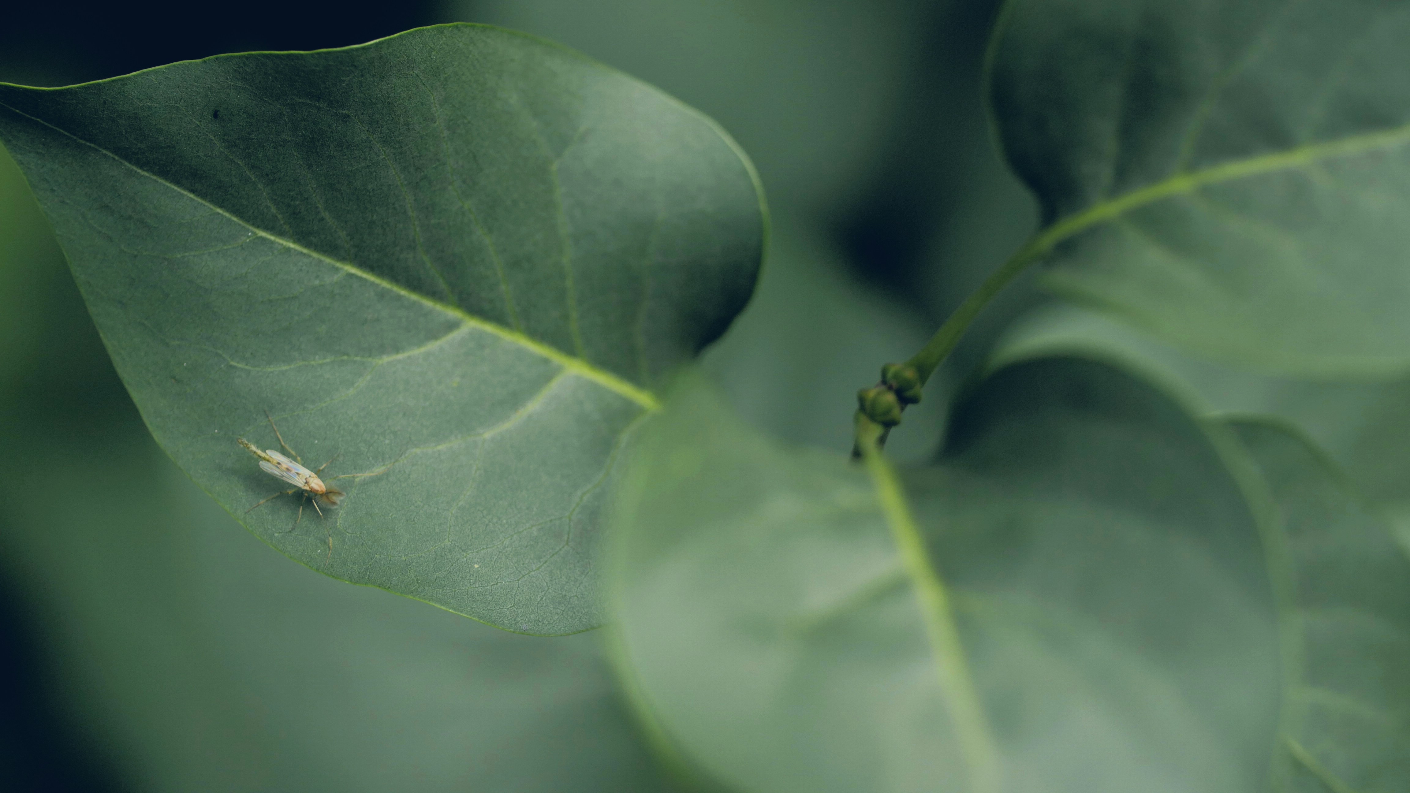 A tiny insect rests on a vibrant green leaf, showcasing the intricate details of nature's ecosystem.