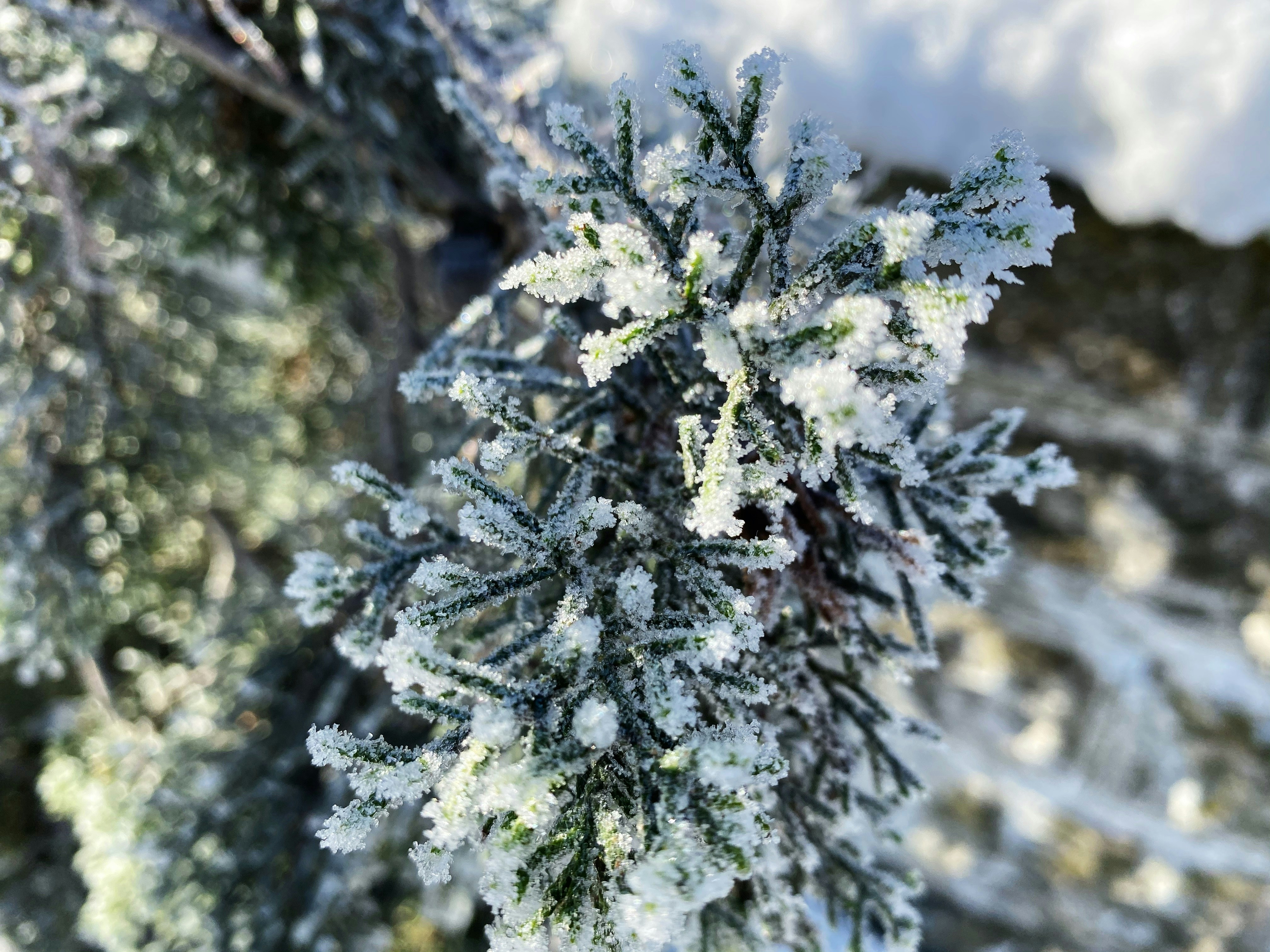 Frosted Pine Needle Close-Up in Winter Light