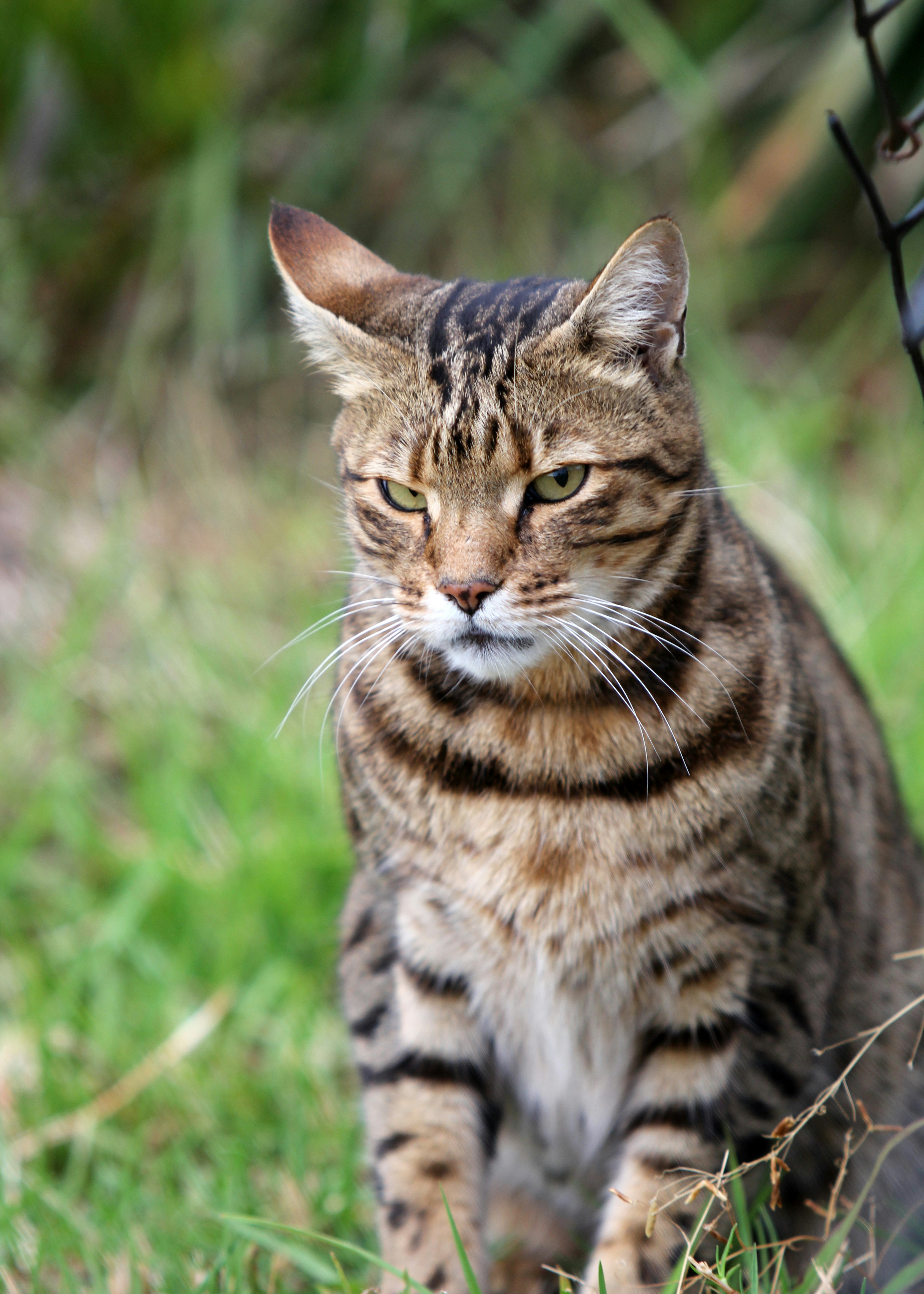 A focused tabby cat with striking stripes gazes intently, surrounded by lush green grass. The cat's expression conveys curiosity and alertness.