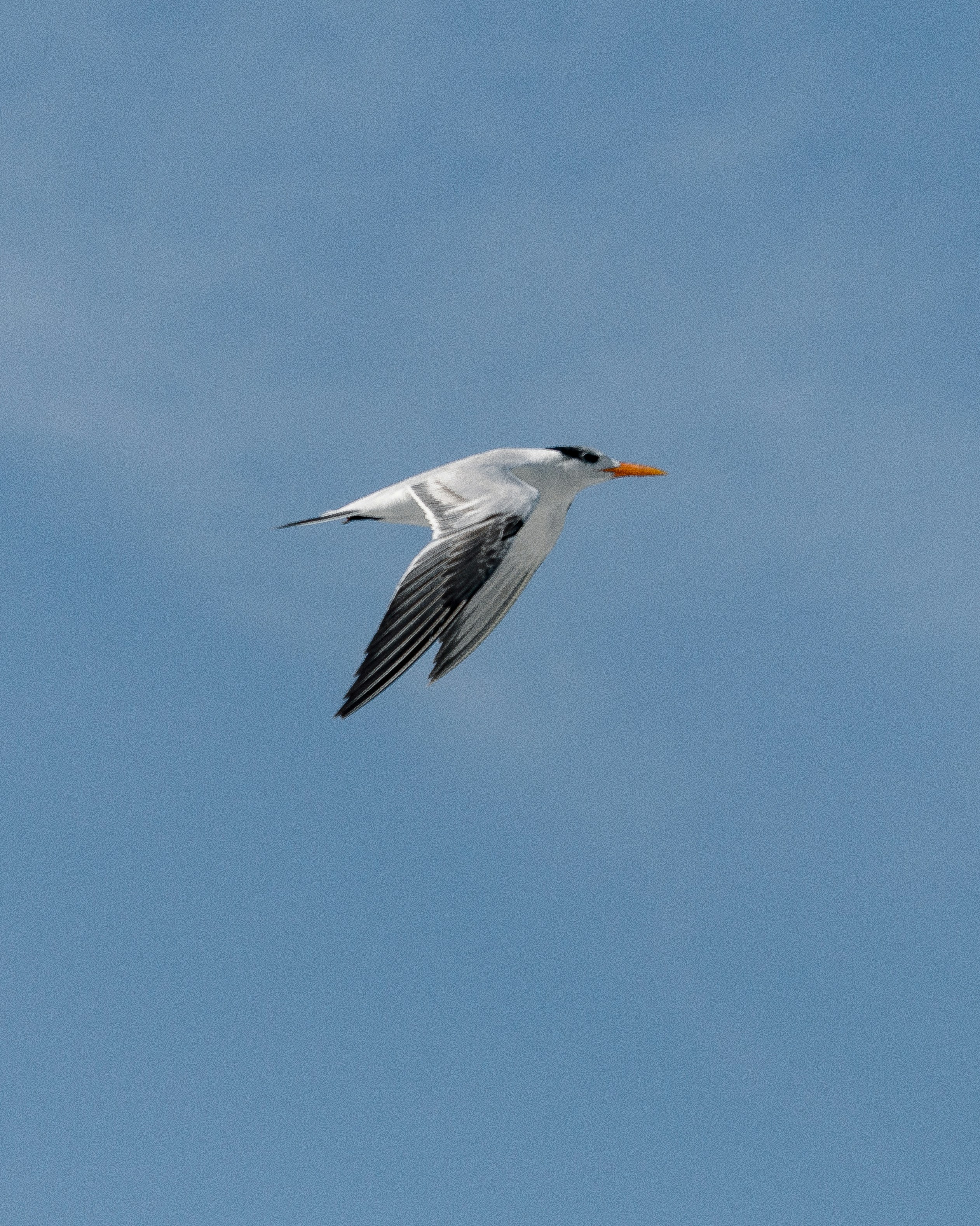 White and gray bird flying photo – Free Grey Image on Unsplash