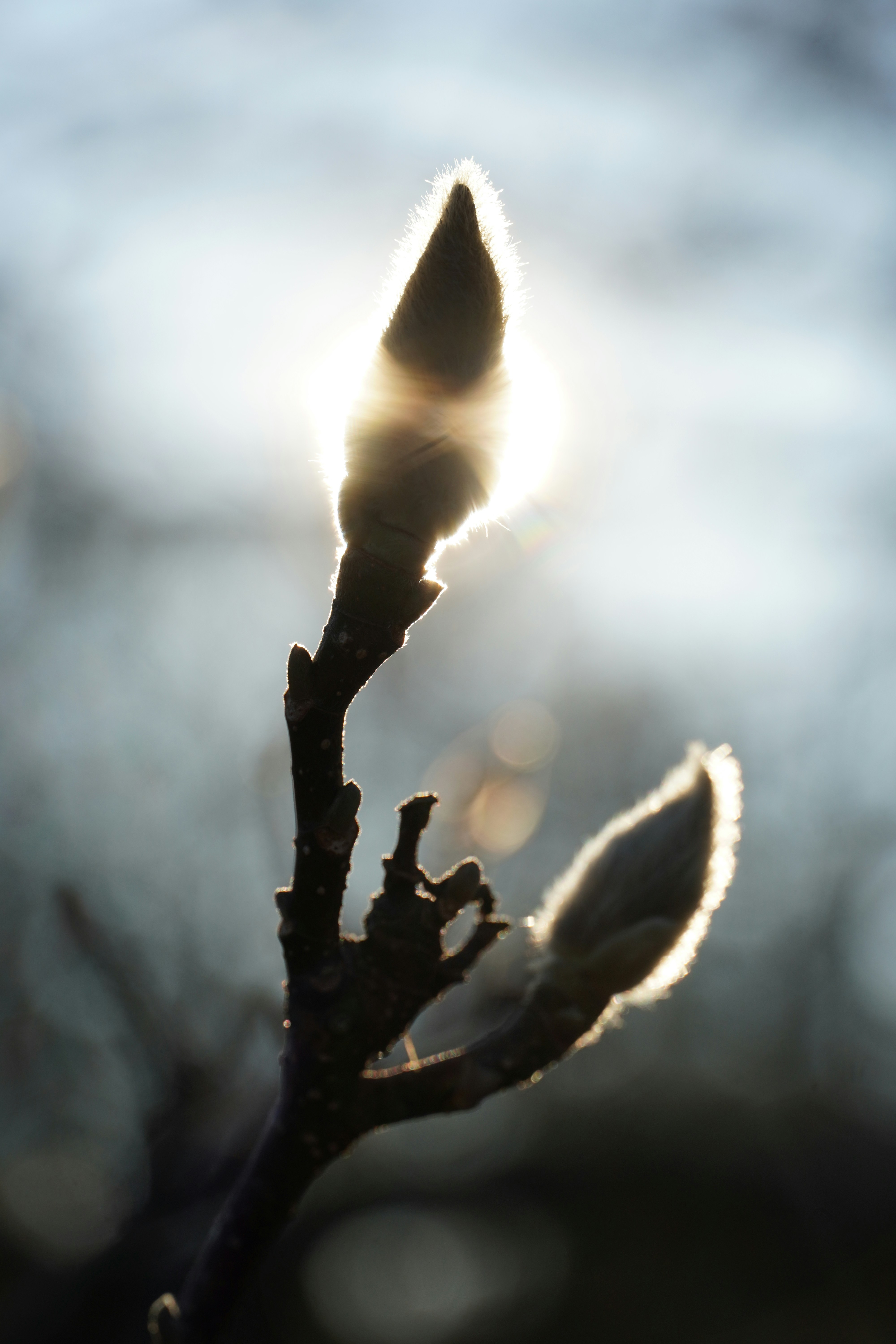 Backlit Magnolia Buds: Quiet Glow at Dawn