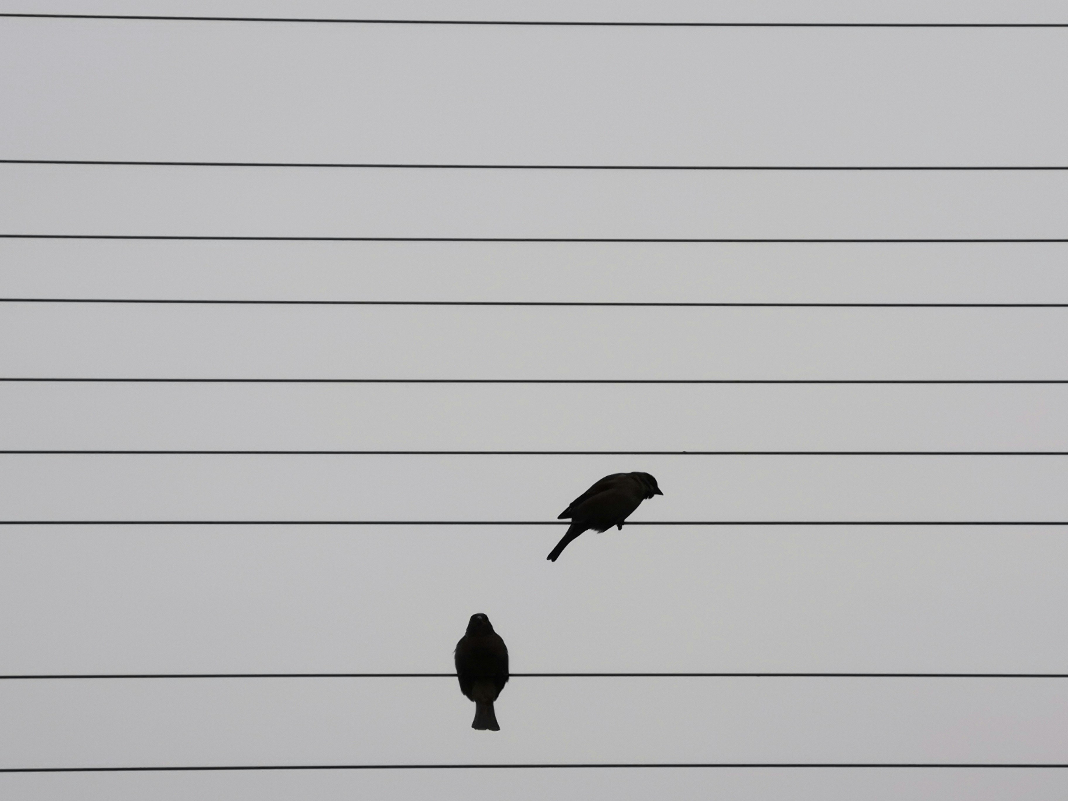 Two birds perched on power lines against a muted sky, creating a minimalist scene that emphasizes their silhouettes.