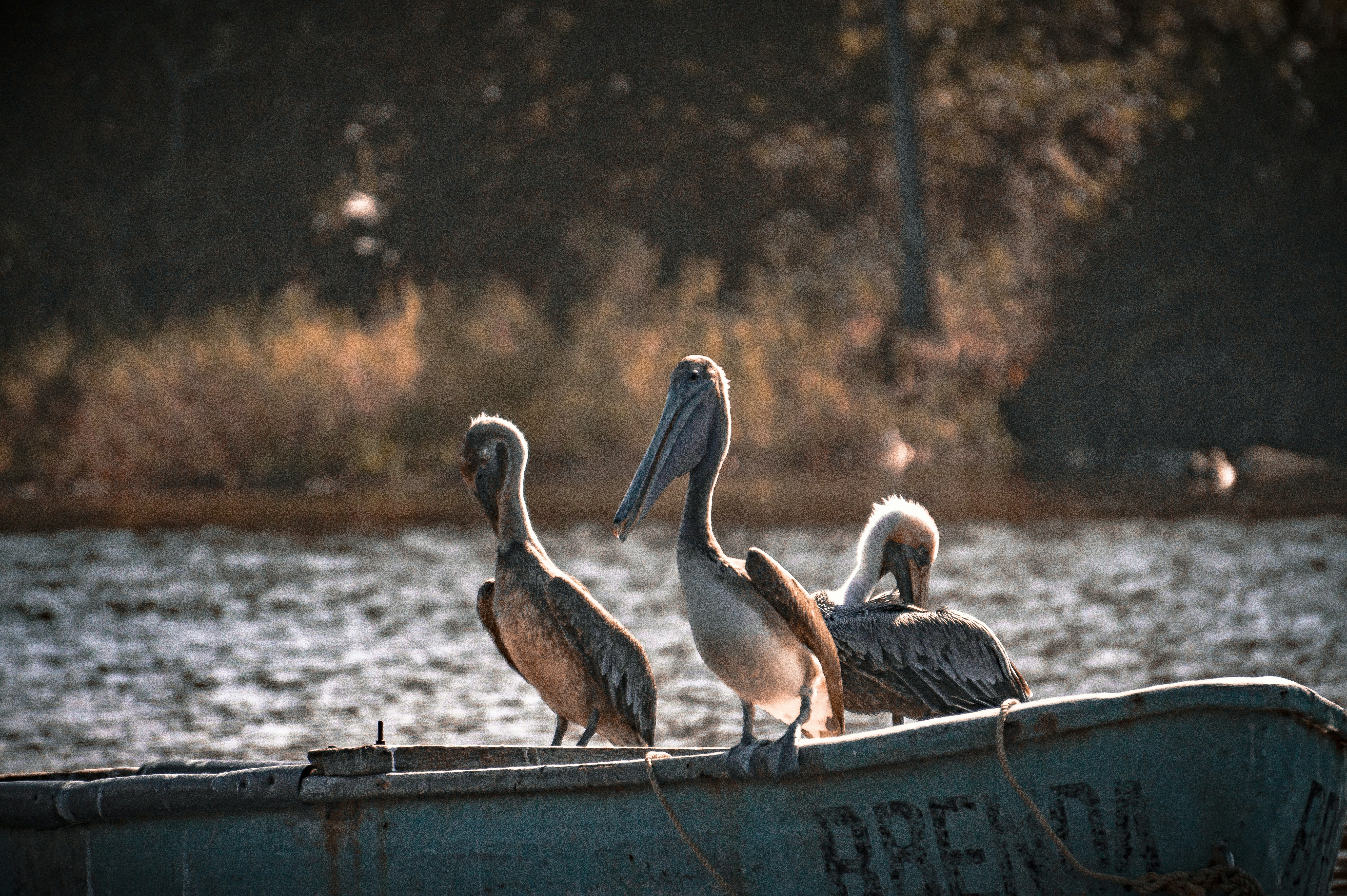 Three Pelicans on a Weathered Boat Bathed in Quiet Dusk Light
