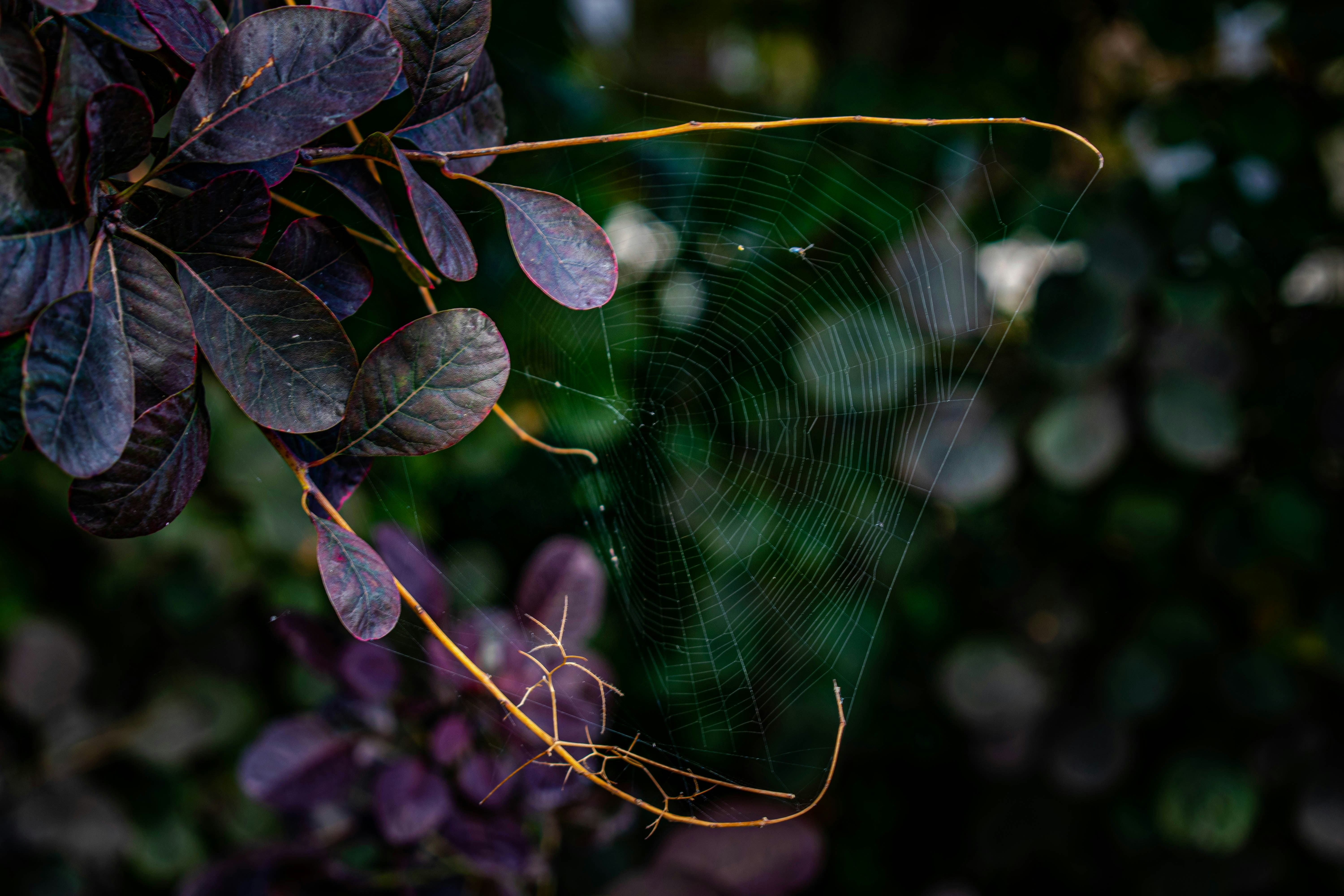 Silken Halo: A Spider’s Web Glistens Between Emerald Leaves