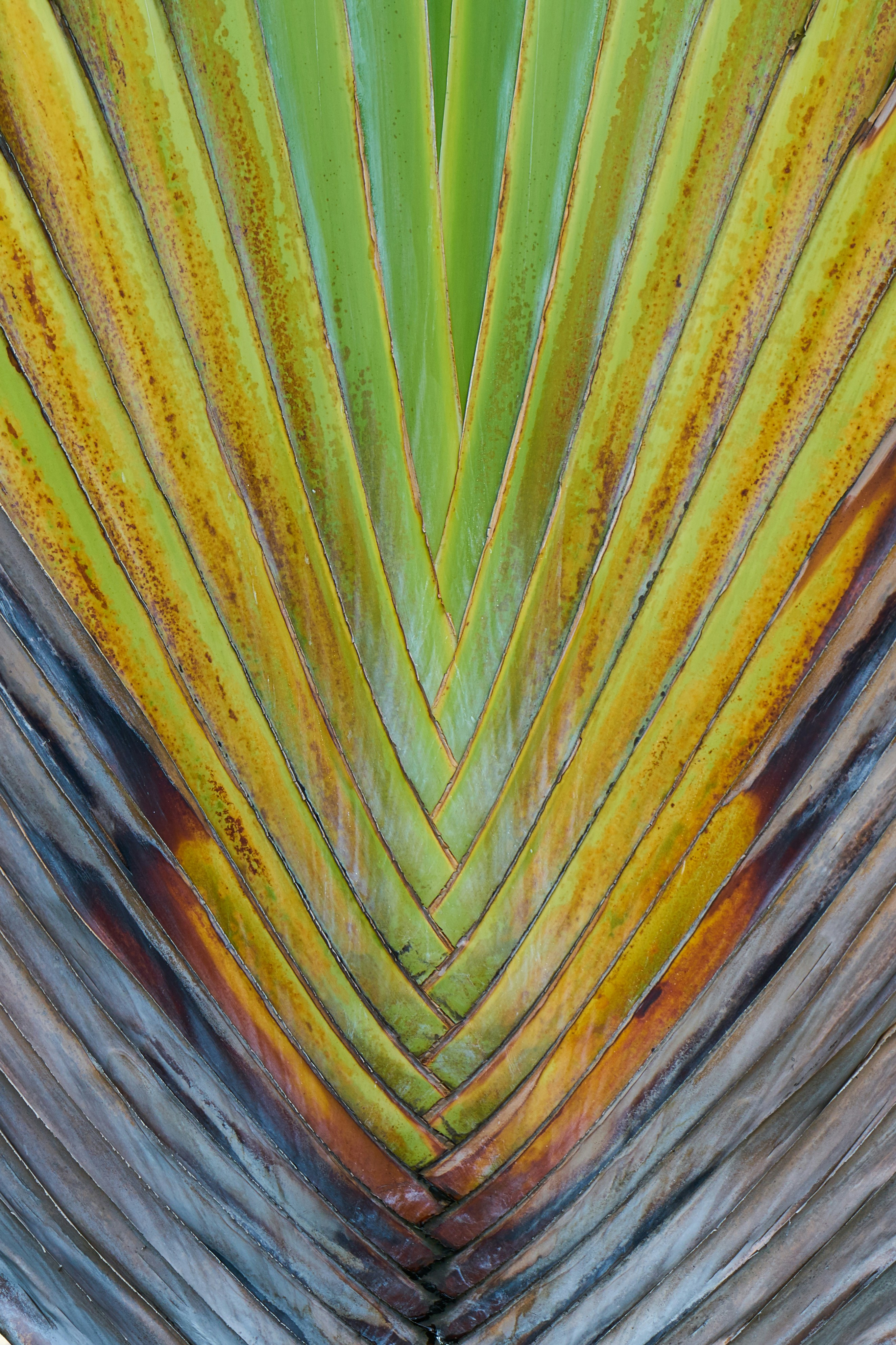Verdant Veins: A Macro Portrait of a Palm Frond's Sunlit Symmetry