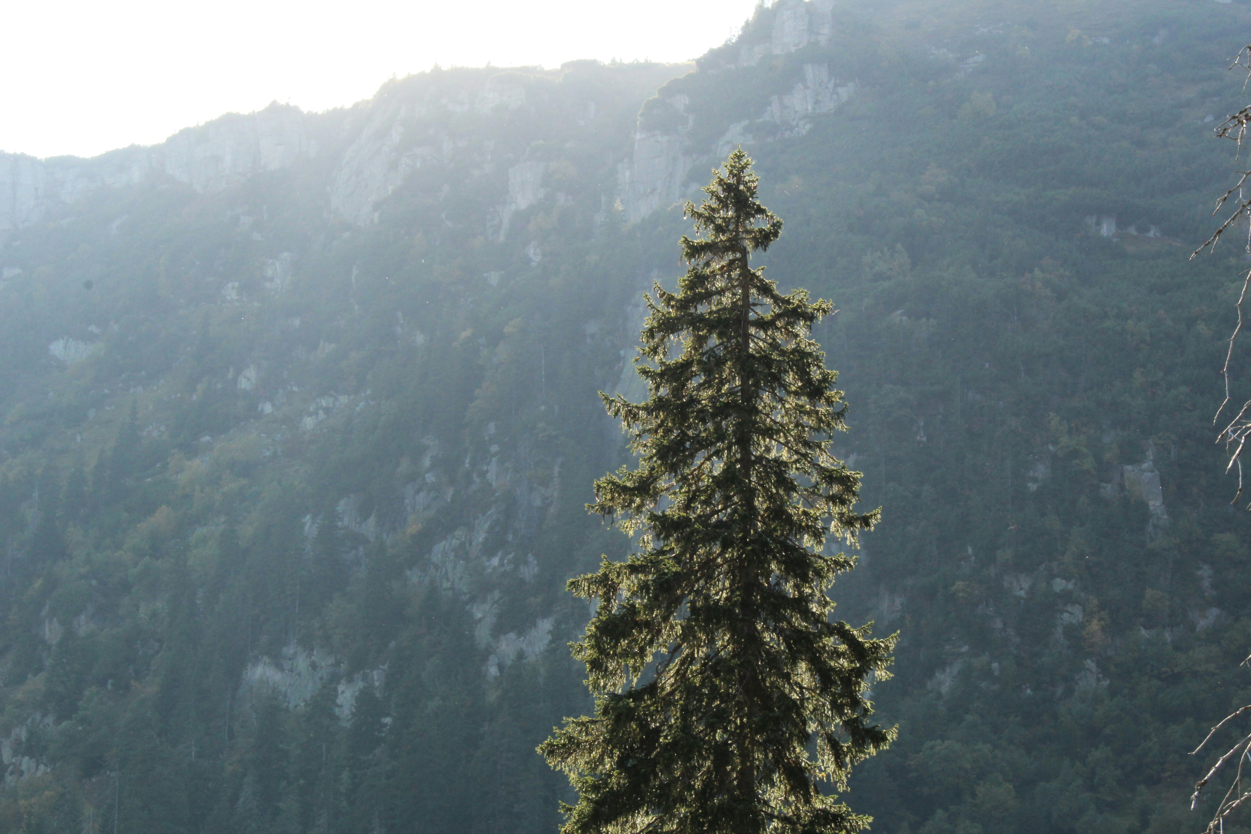 Lone Alpine Pine Against a Mist-Hazed Ridge