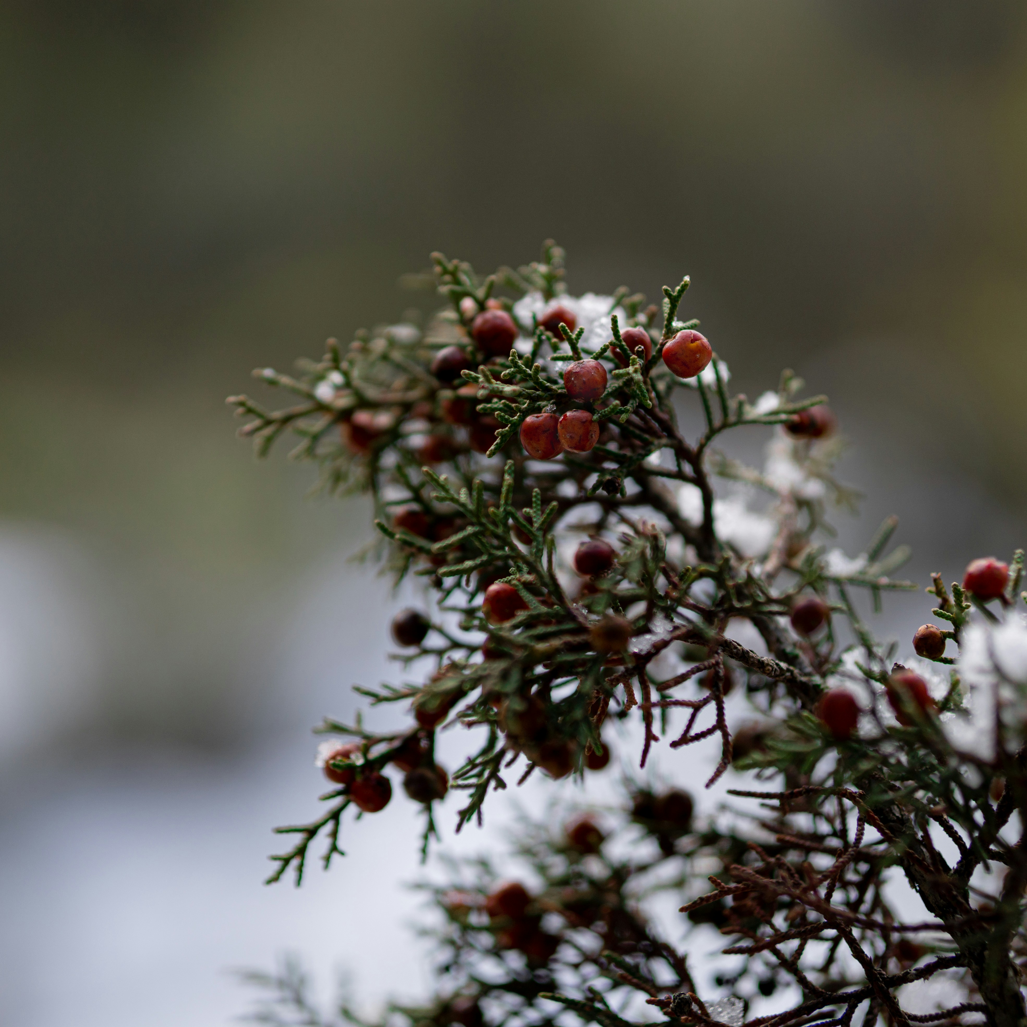 Fruits ronds rouges sur l’arbre photo – Photo Gris Gratuite sur Unsplash