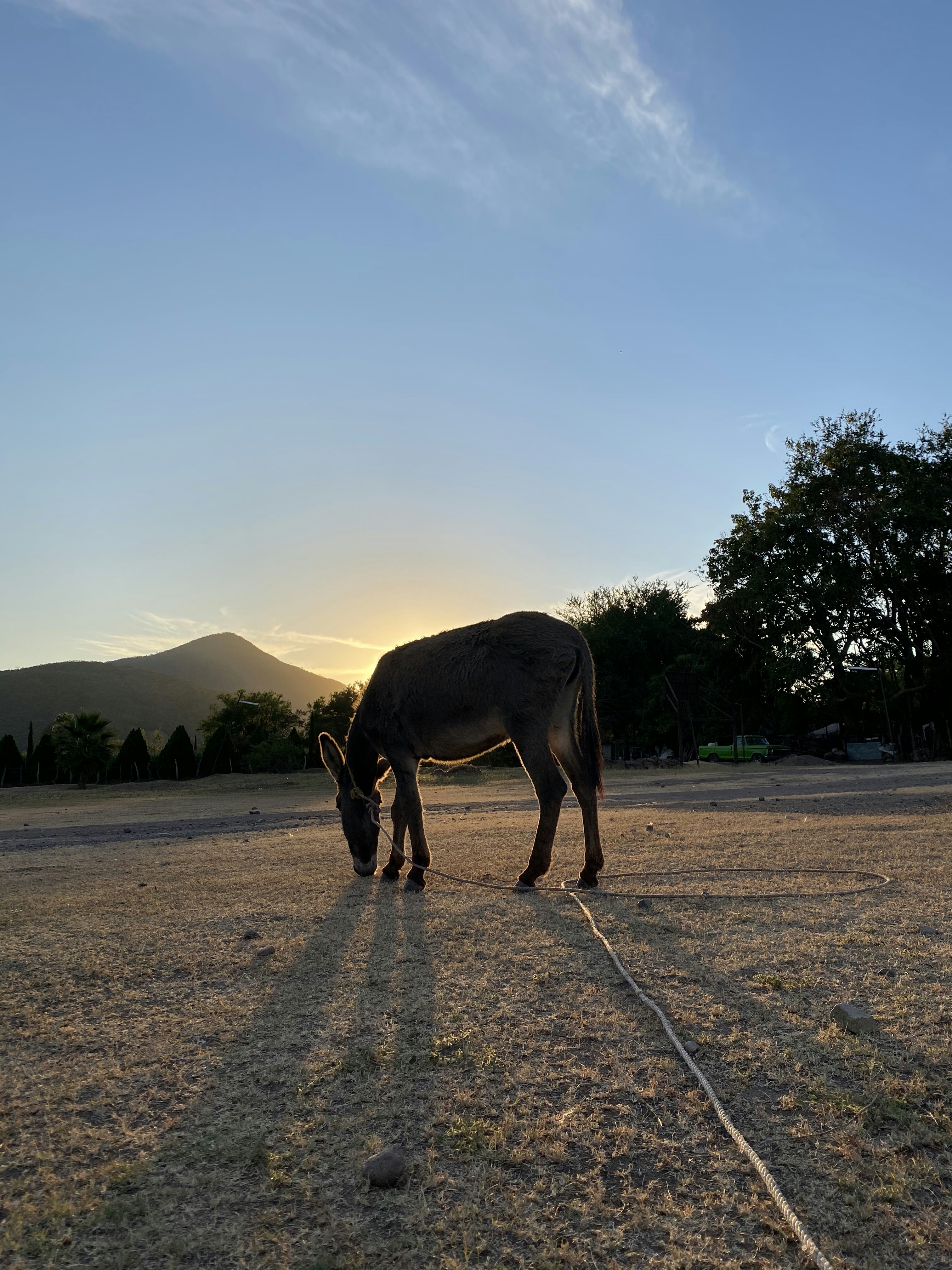 Donkey in the town