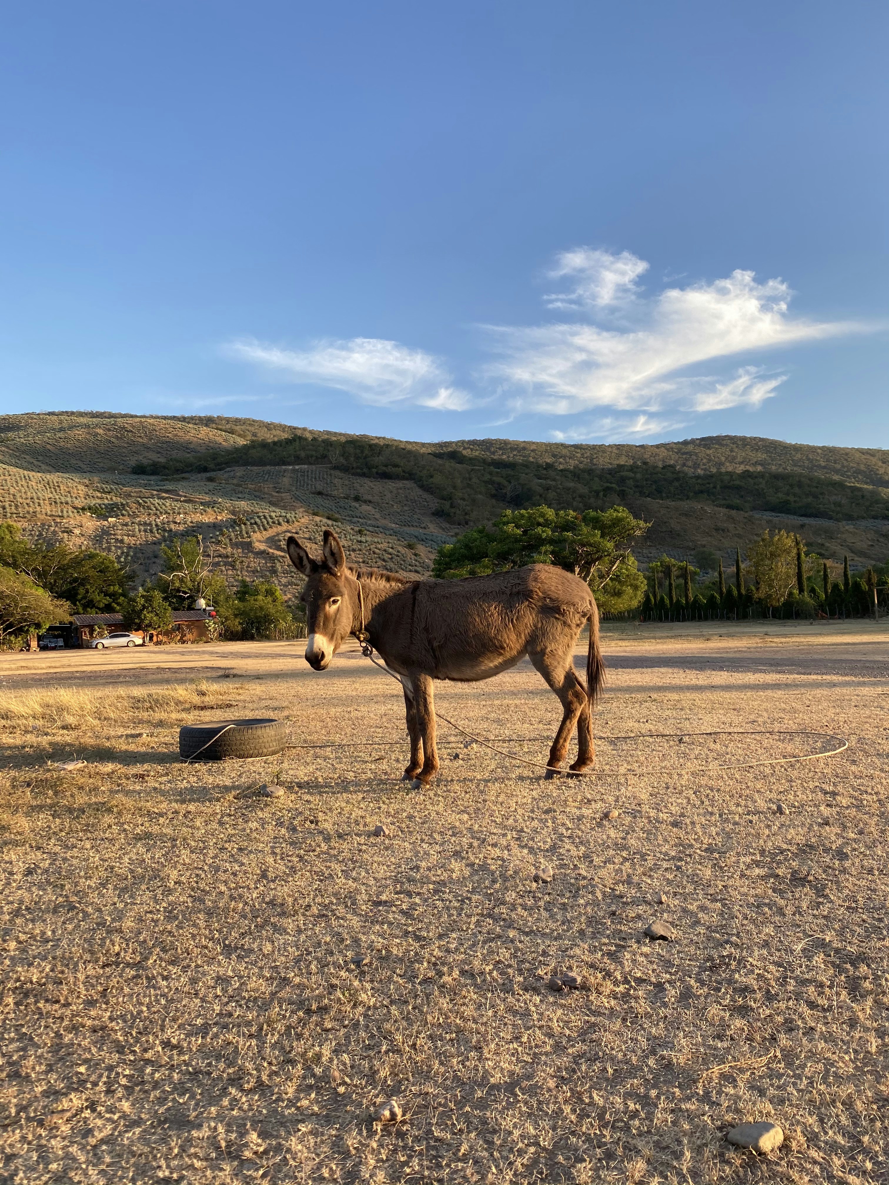 A donkey stands calmly in a sunlit field, surrounded by rolling hills and a clear blue sky. The serene landscape captures rural tranquility.
