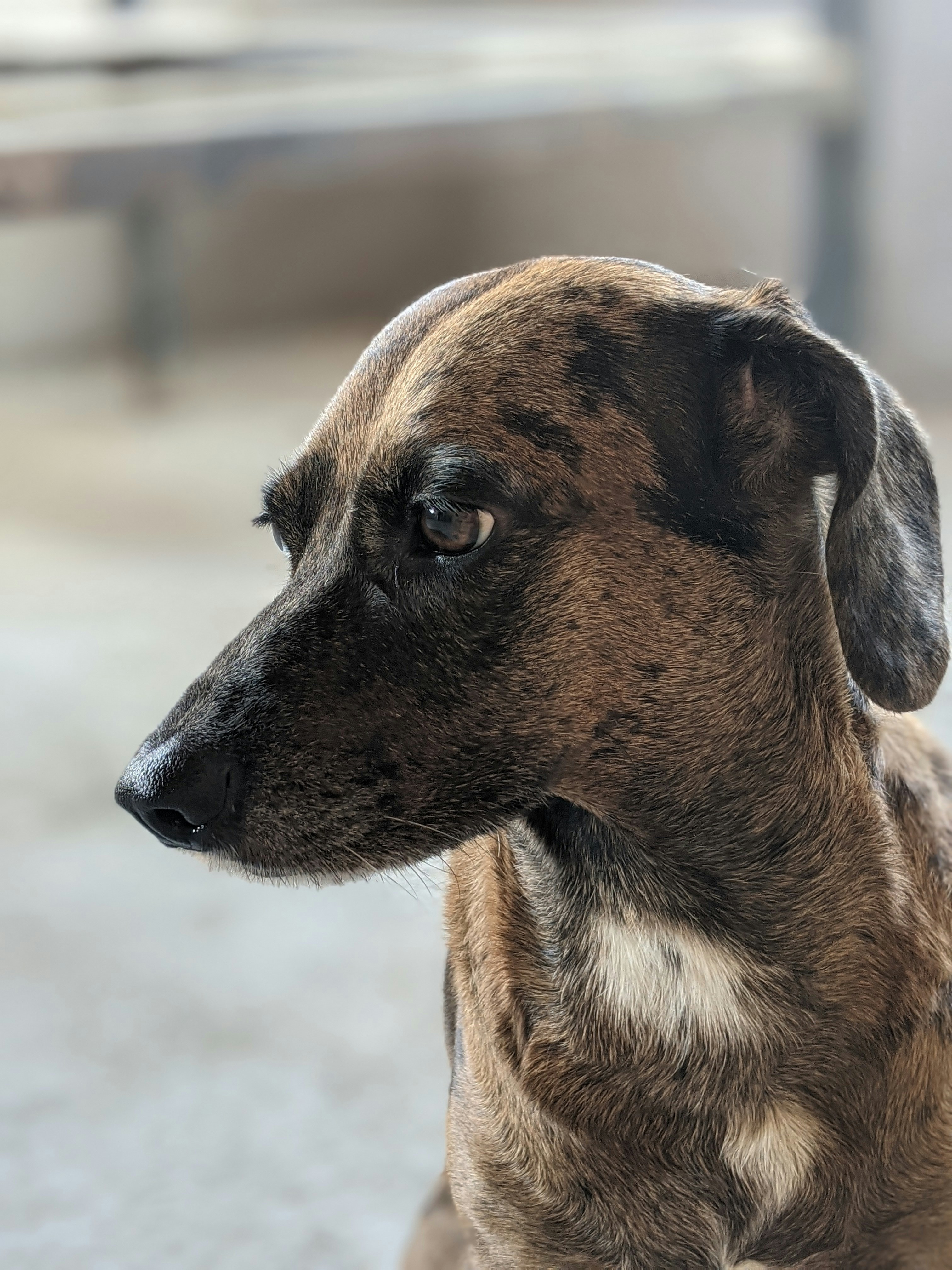 brown and black short coated dog