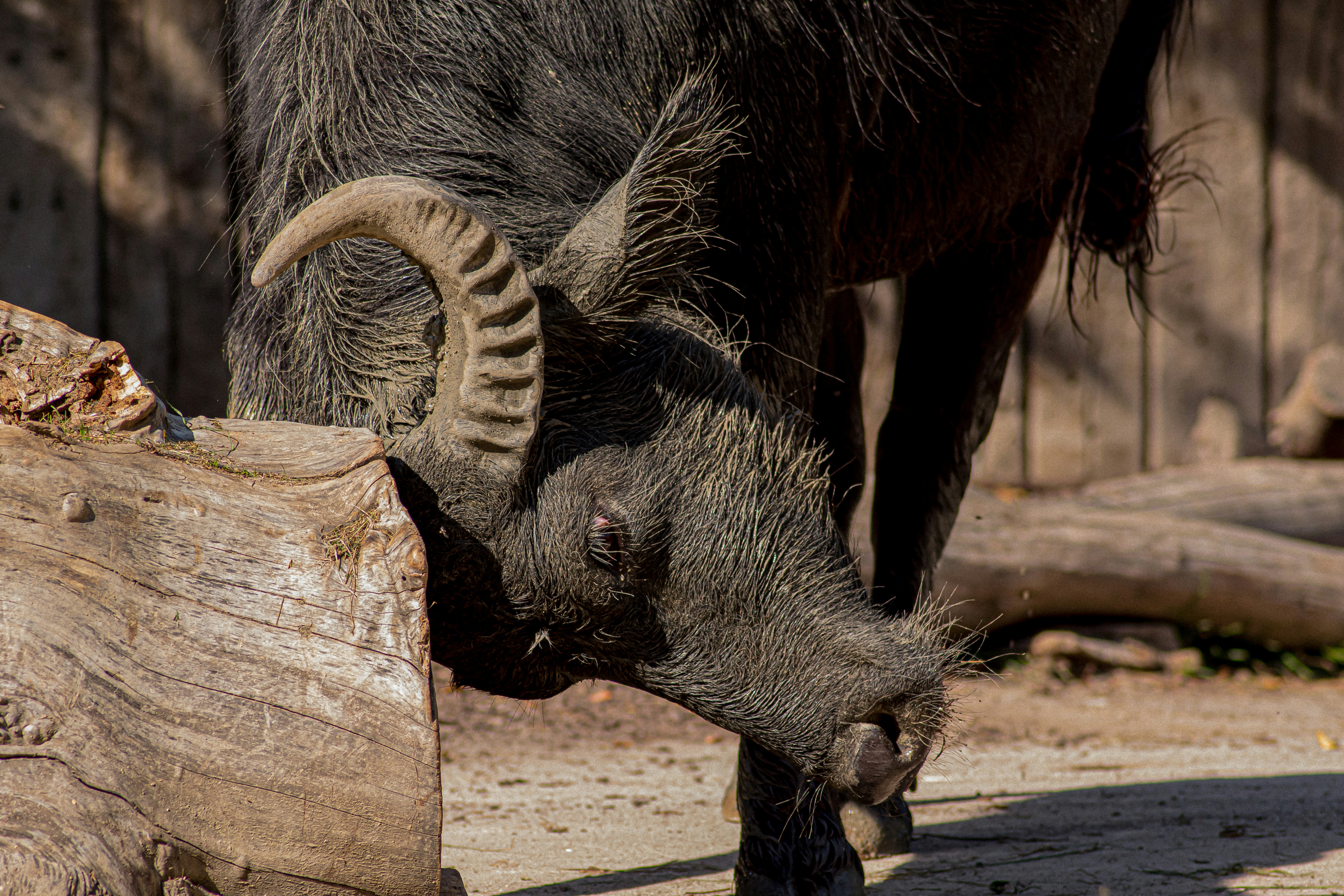 500+ Big Animal Pictures [HD] | Download Free Images on Unsplash