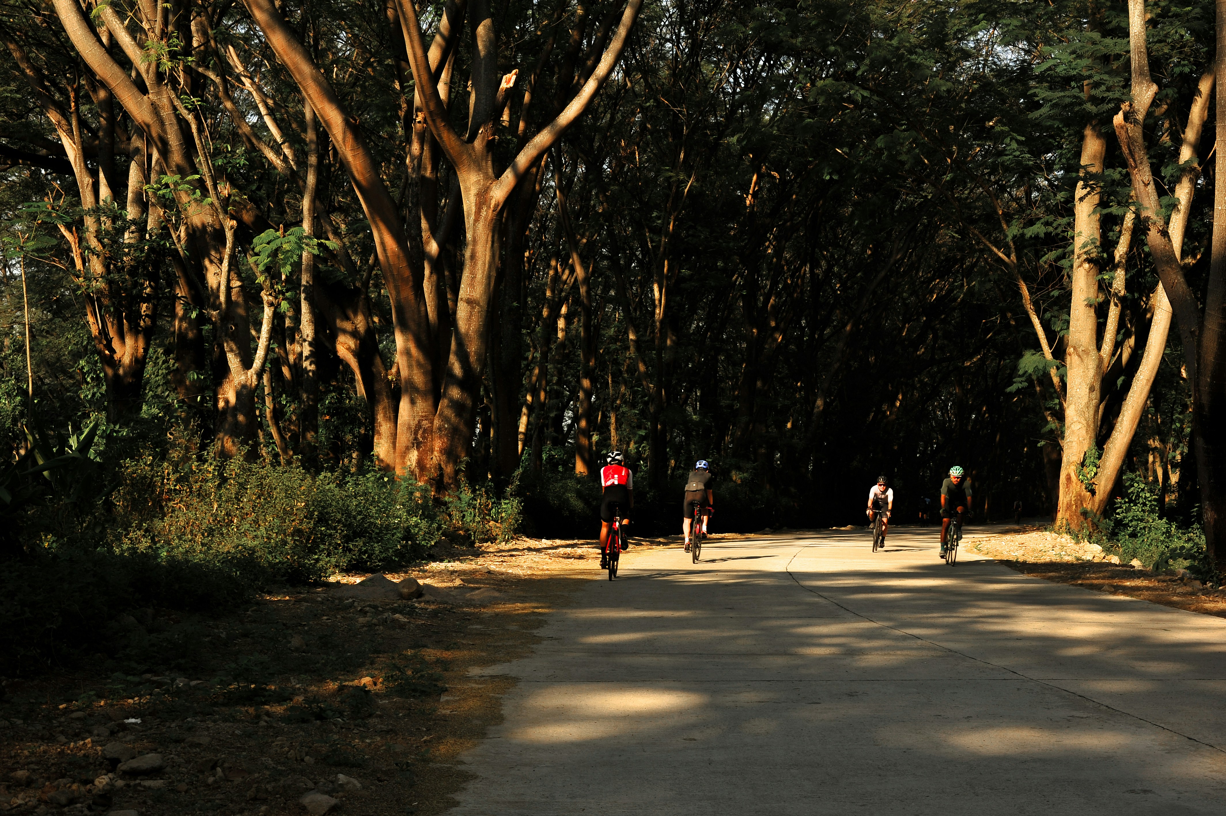 Four cyclists navigate a winding road surrounded by towering trees, creating a serene atmosphere. The play of light and shadow adds depth to the scene.