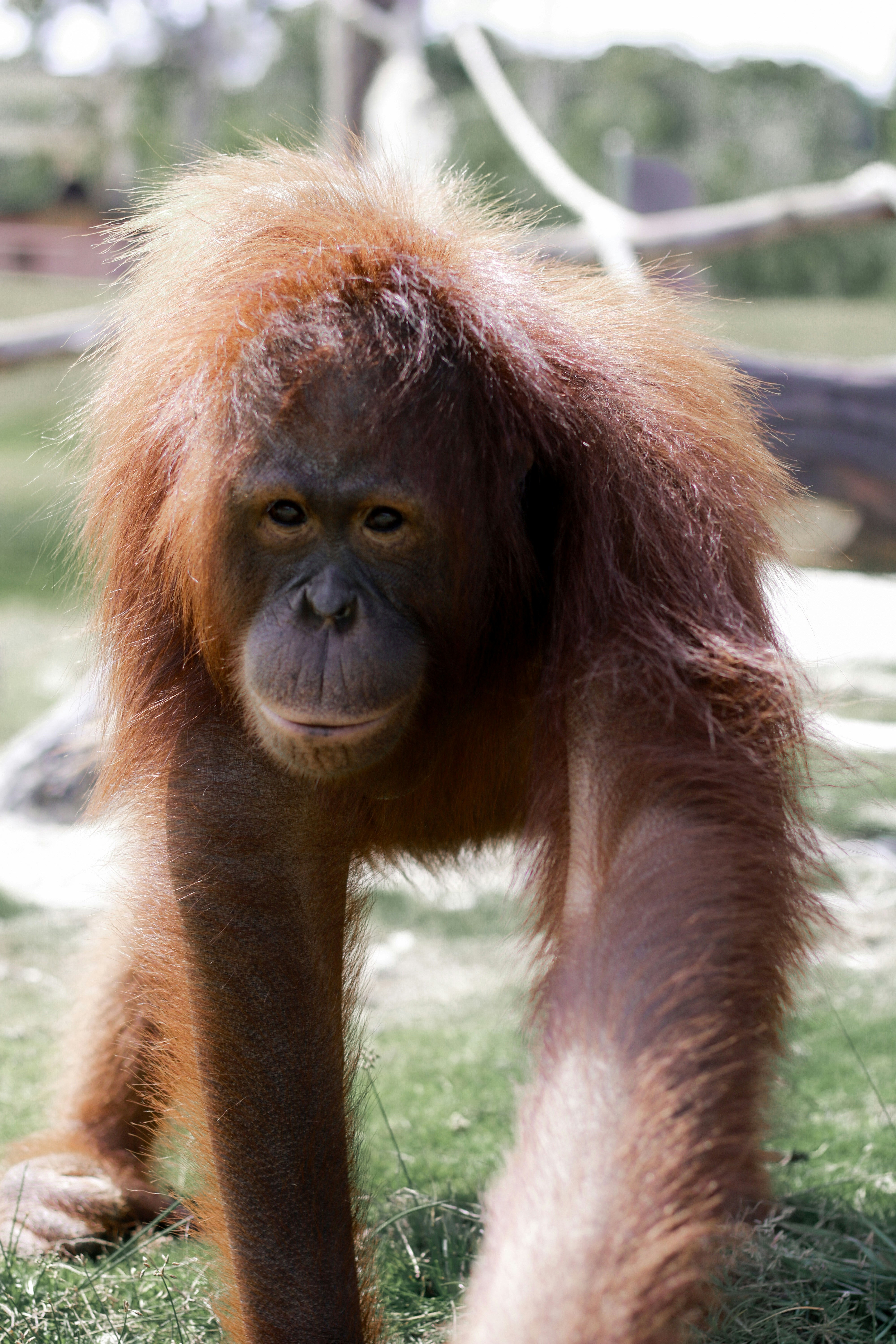 brown monkey on green grass during daytime
