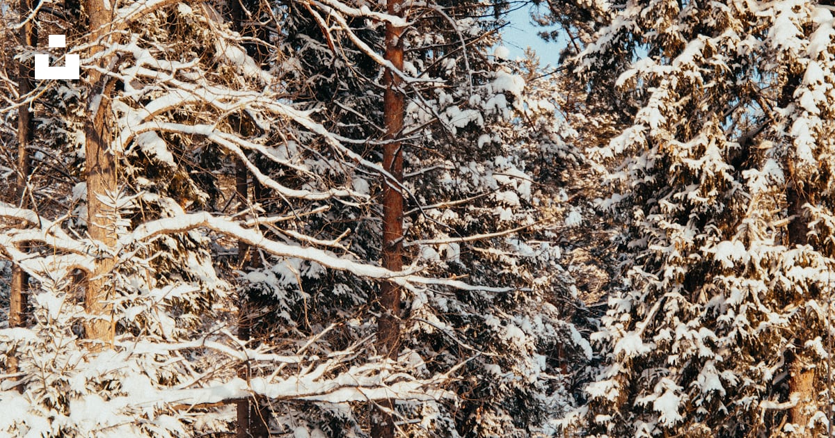昼間、木の近くの雪に覆われた地面に立つ黒いジャケットを着た人の写真 Unsplashの人間の無料画像