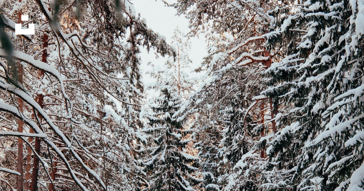 昼間、裸木の近くの雪に覆われた地面に立つ黒いジャケットを着た人の写真 Unsplashの灰色の無料画像