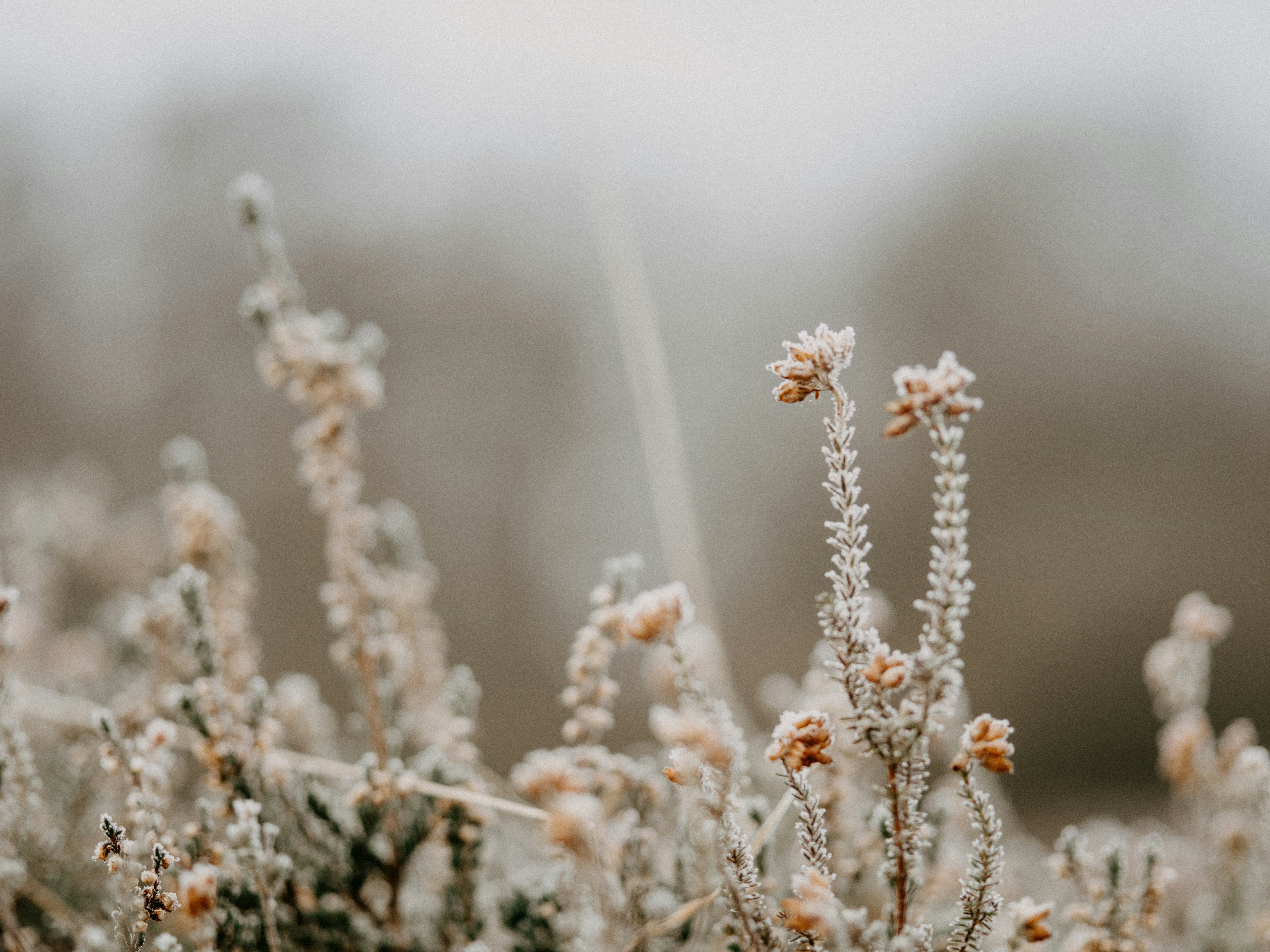 Neutral Nature Pictures | Download Free Images on Unsplash