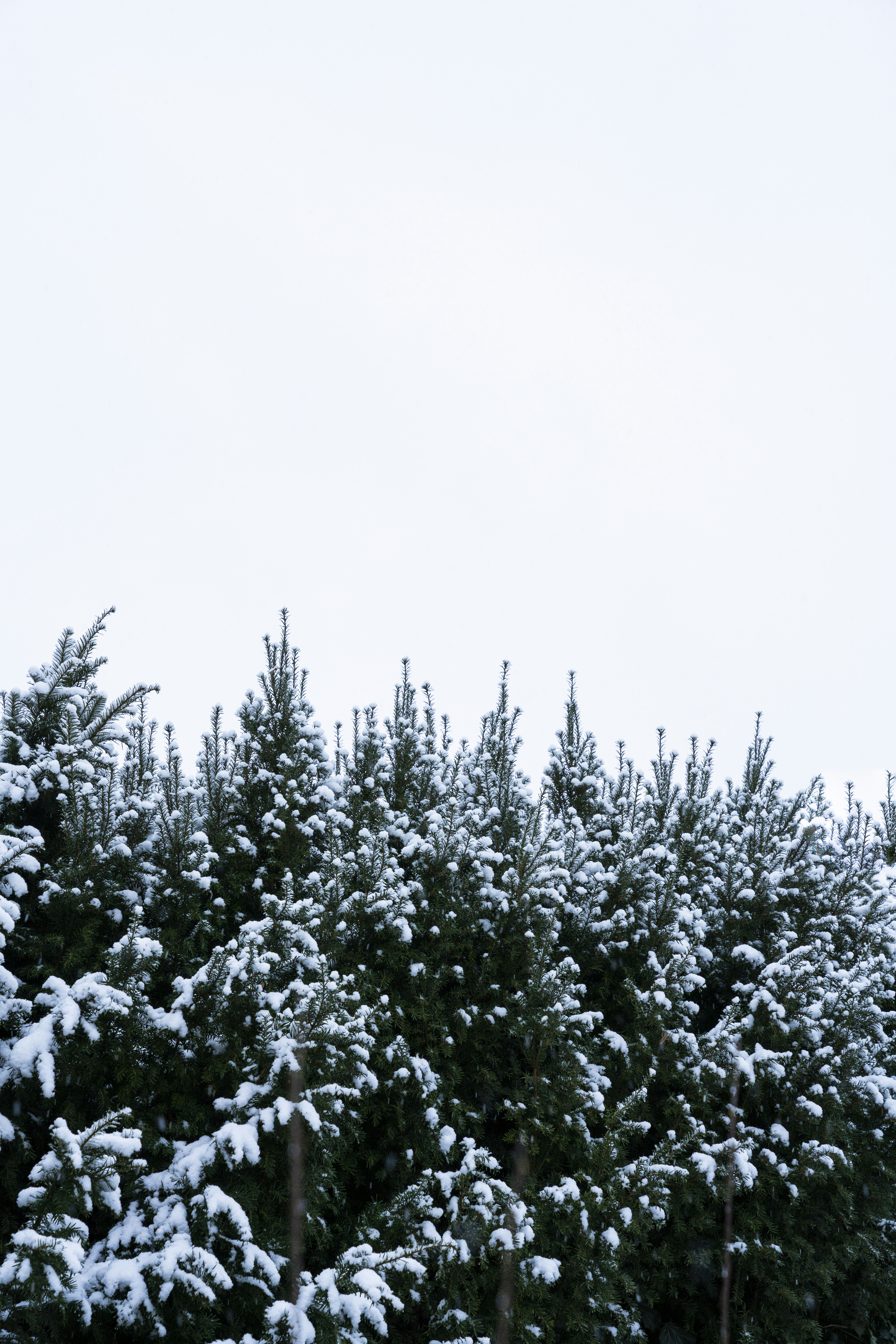 Snow-laden evergreen trees stretch towards a pale sky, creating a serene winter landscape.