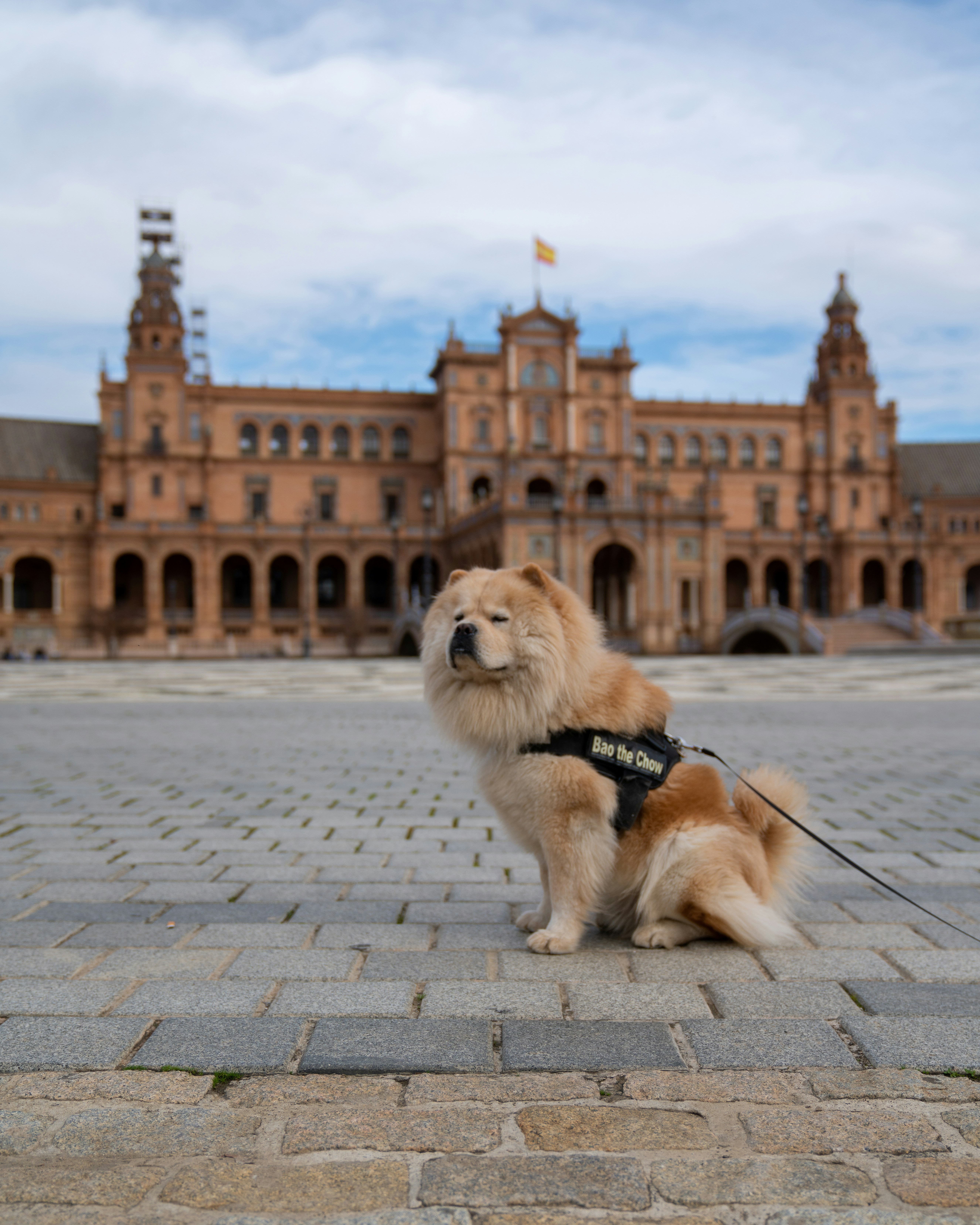 A fluffy Chow Chow wearing a harness sits calmly on cobblestones, with a grand historic building in the background under a blue sky.