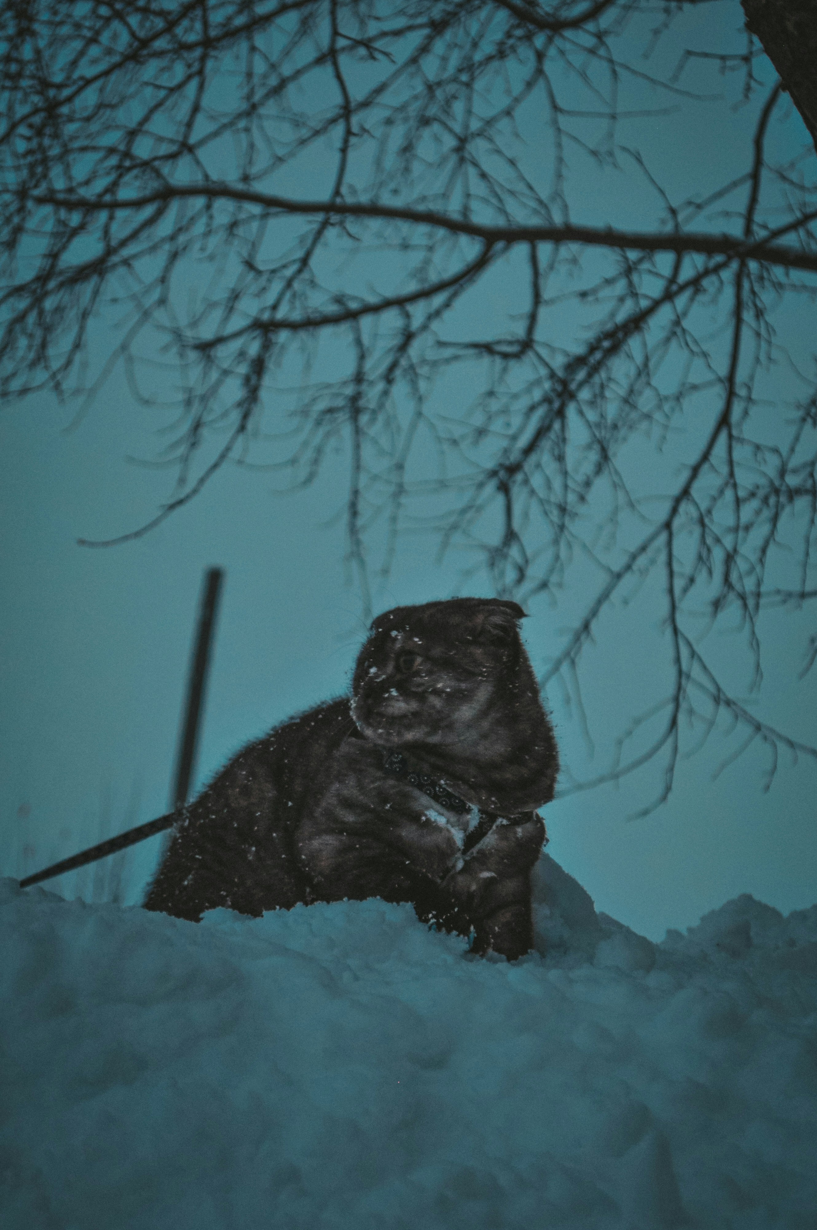black short coated dog on snow covered ground