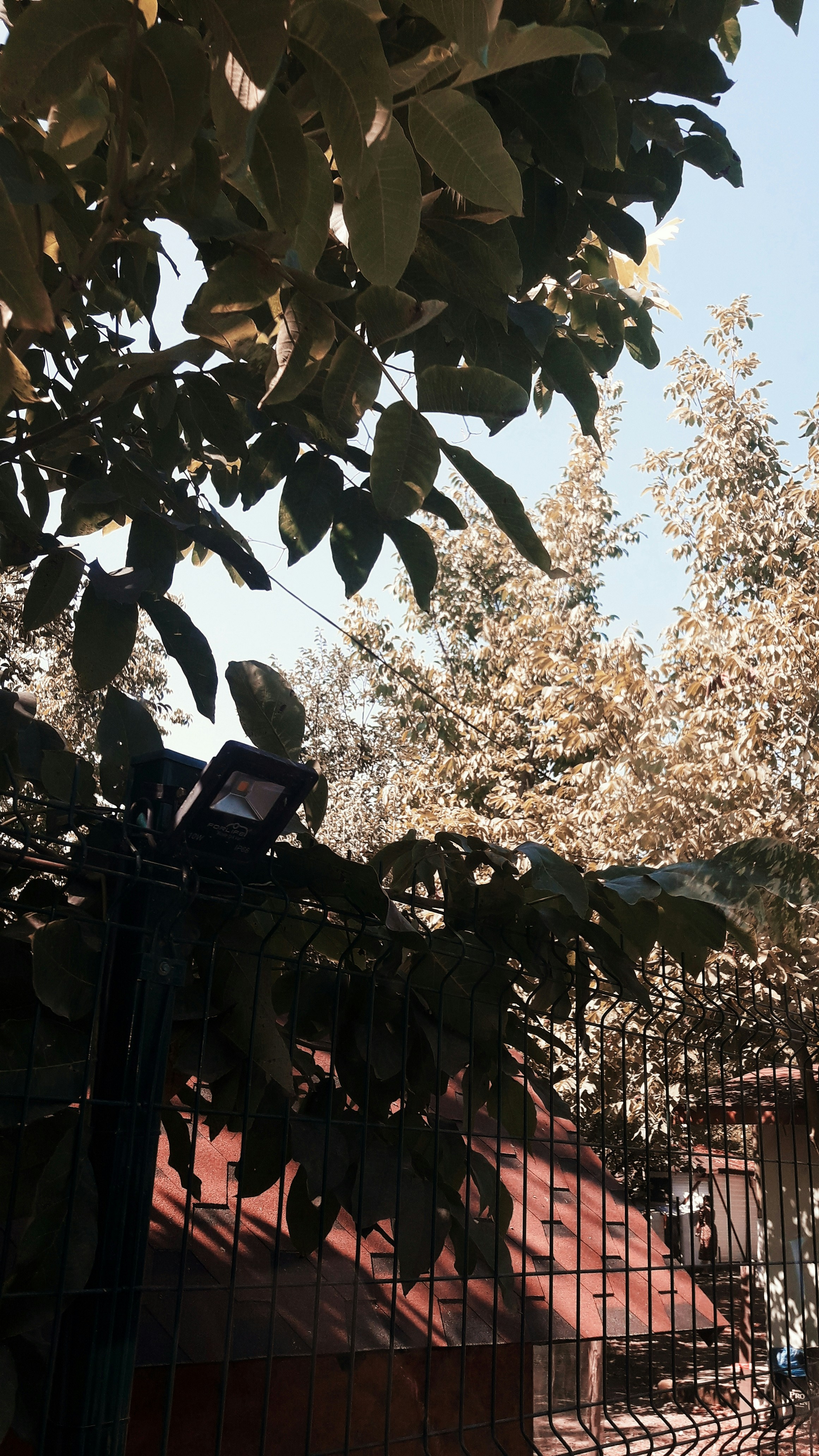 Sunlit Foliage Over a Fenced Terrace
